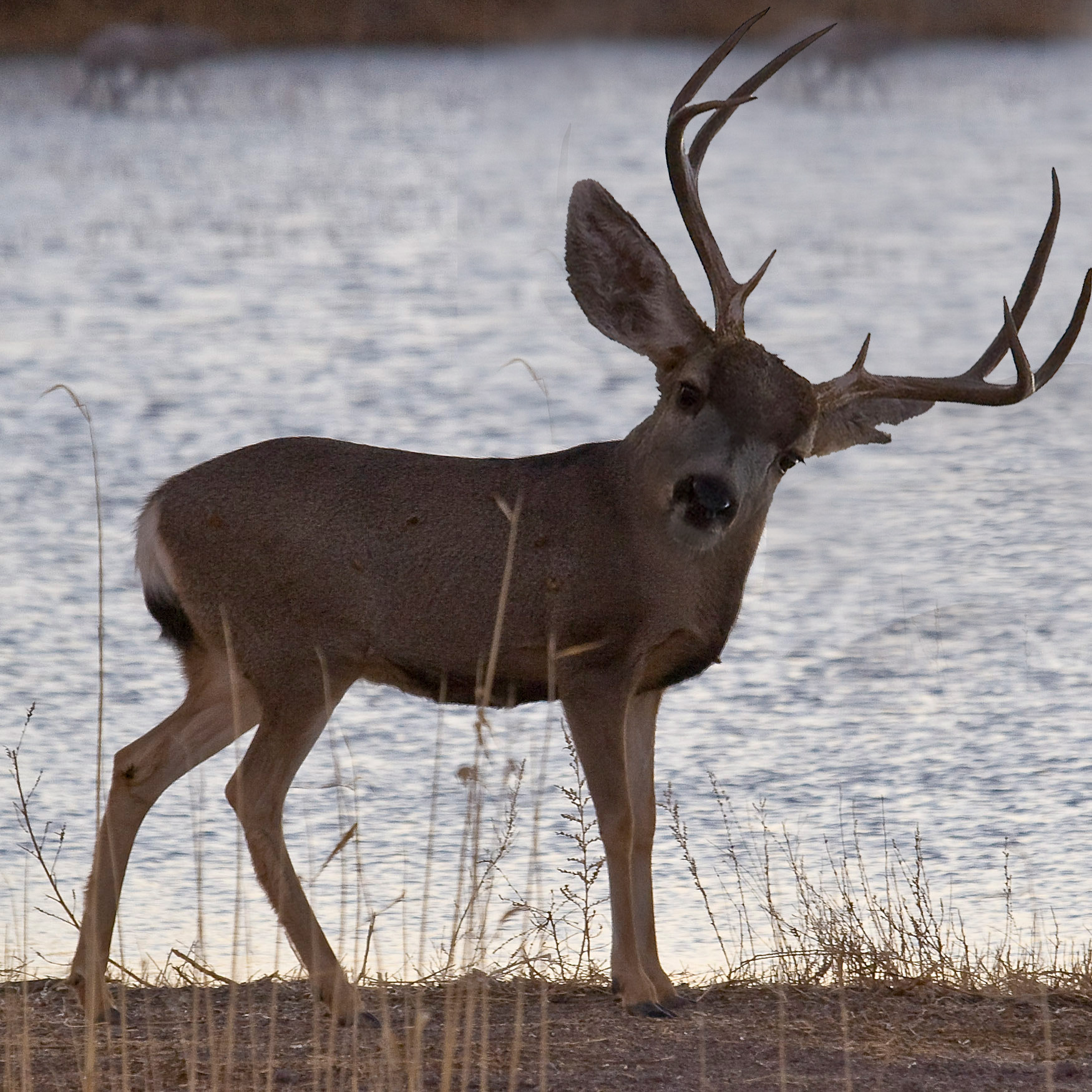 Wht Tl Dr | Scrolller