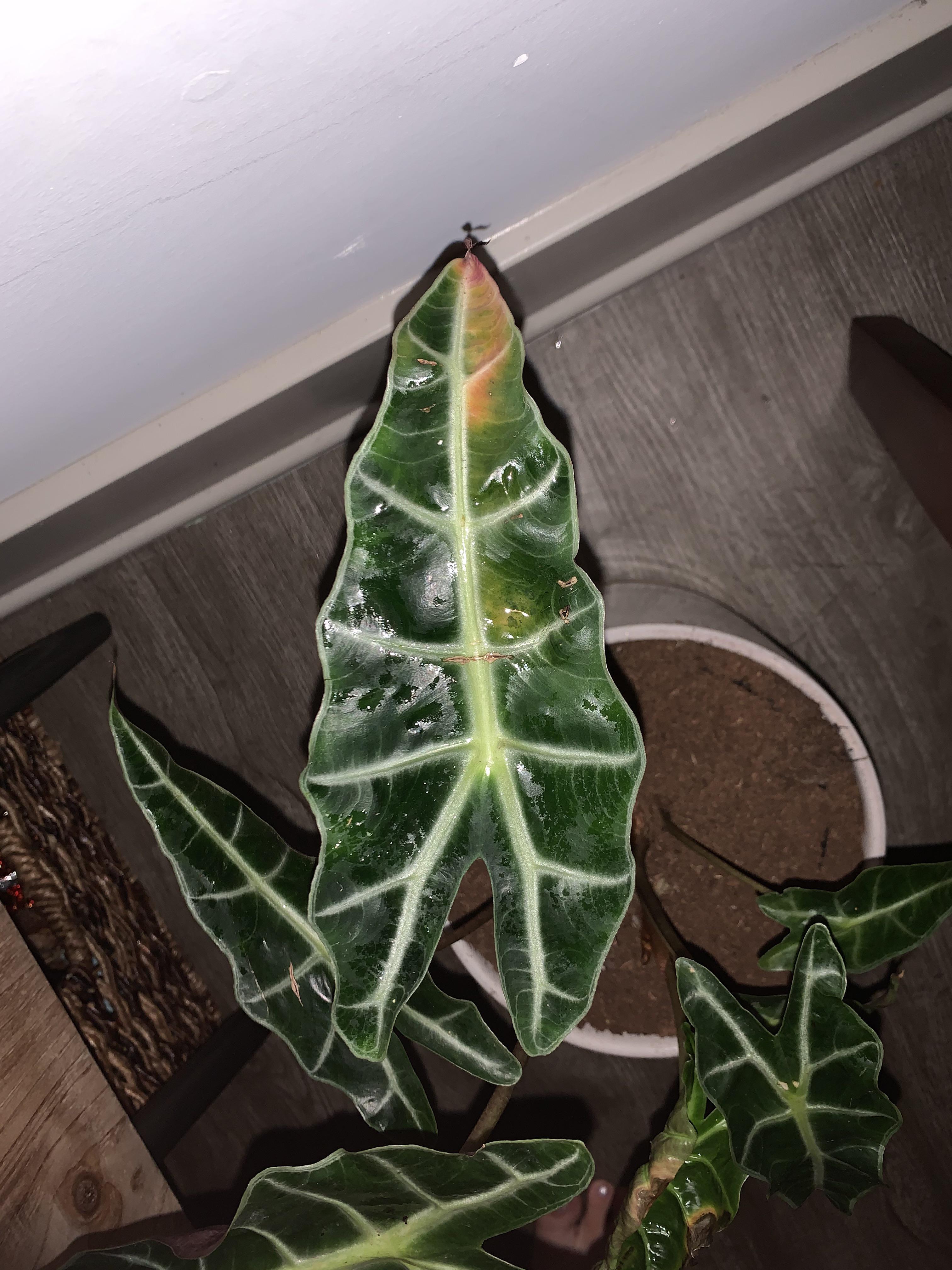 Why are my leaves yellowing 😭 HELP | Scrolller