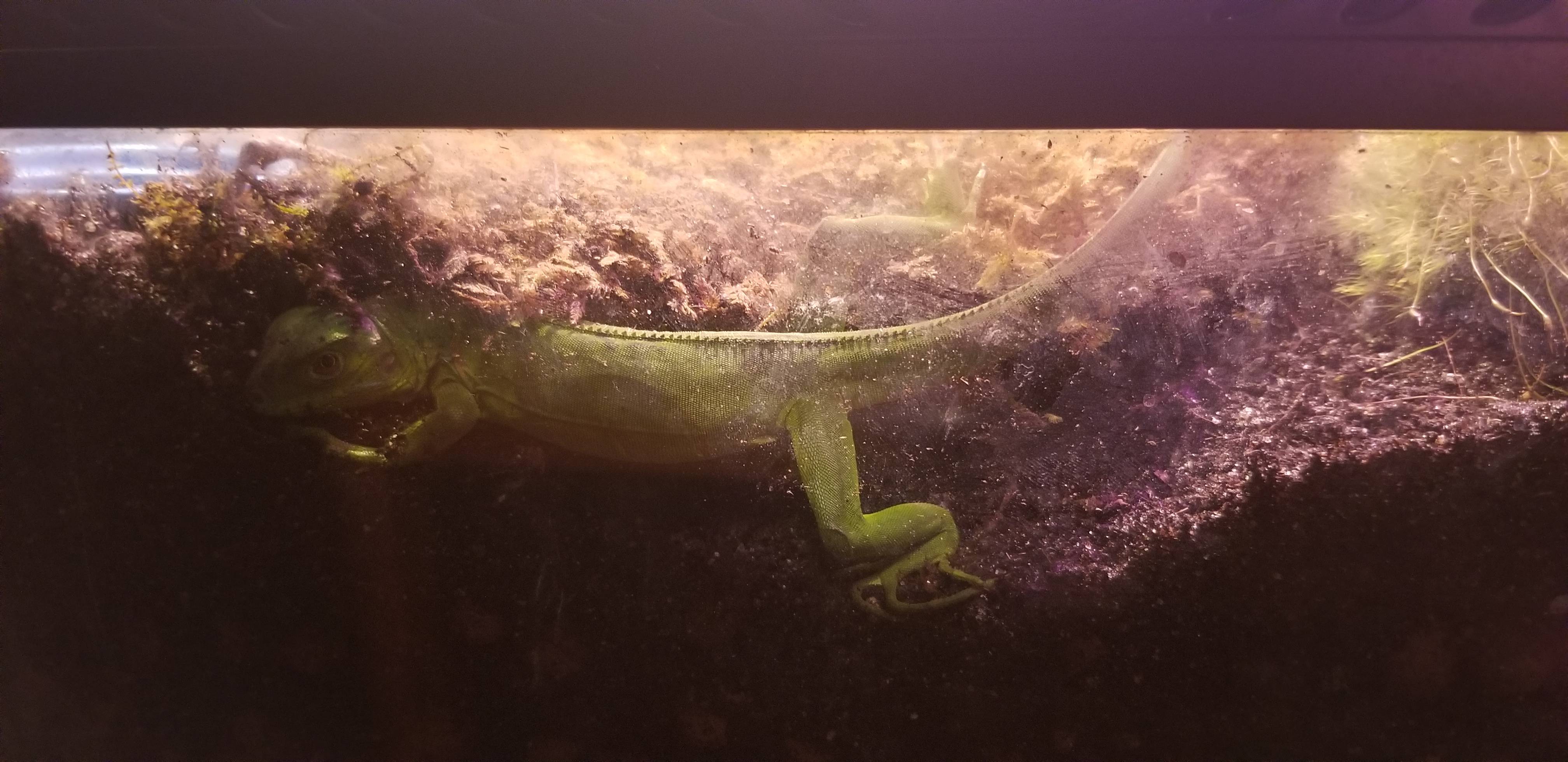 Why did I do a planted terrarium for an Iguana? | Scrolller