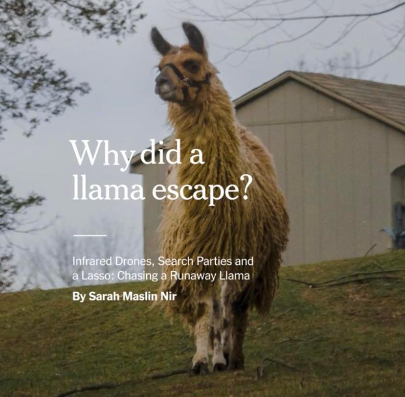 Why did the lama escape | Scrolller