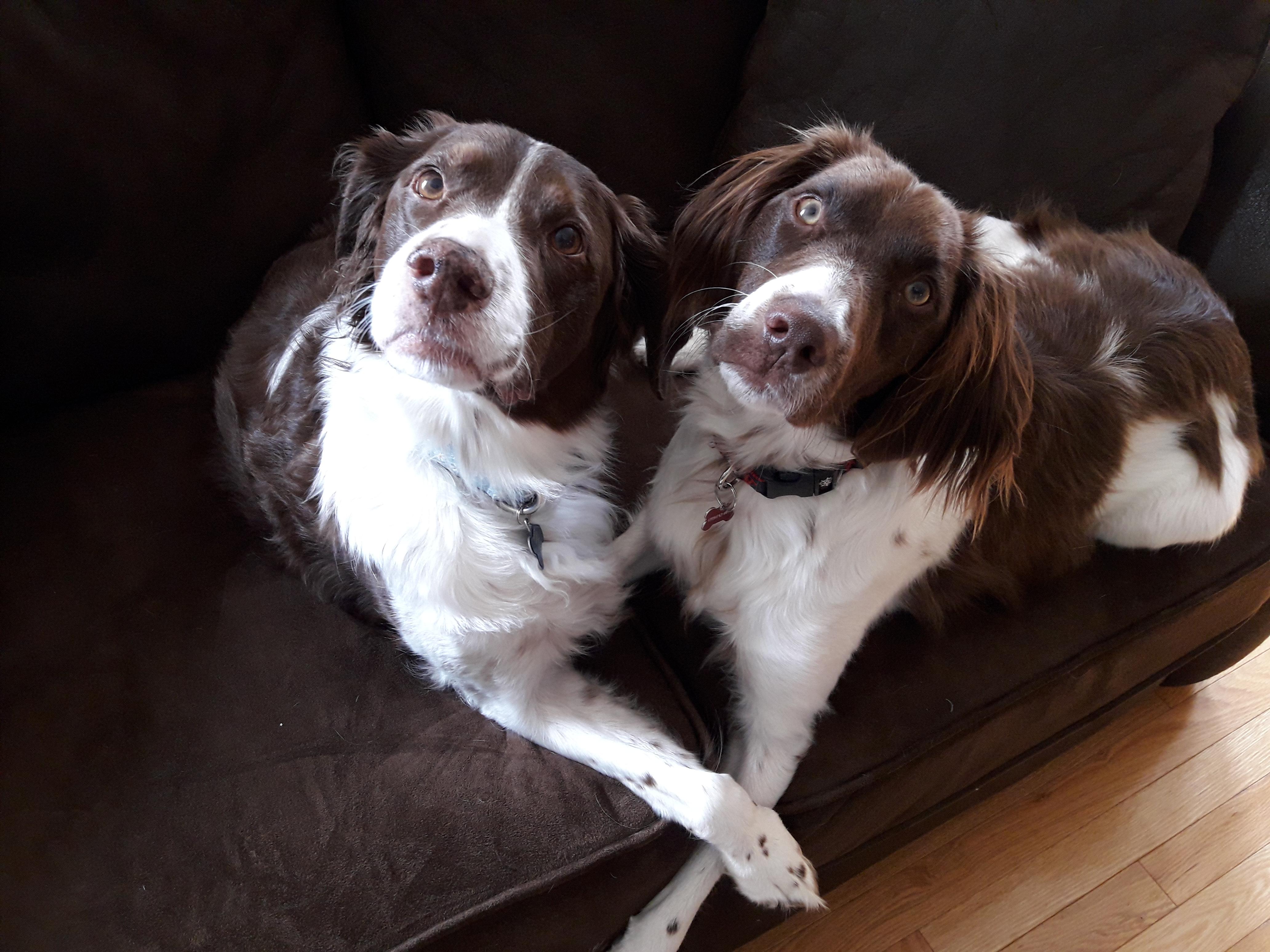 Why have one britt when you can have two? | Scrolller