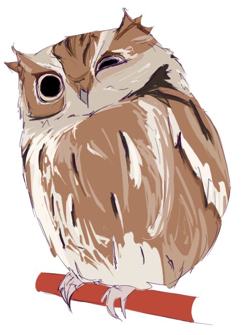 "why owl?" | Scrolller