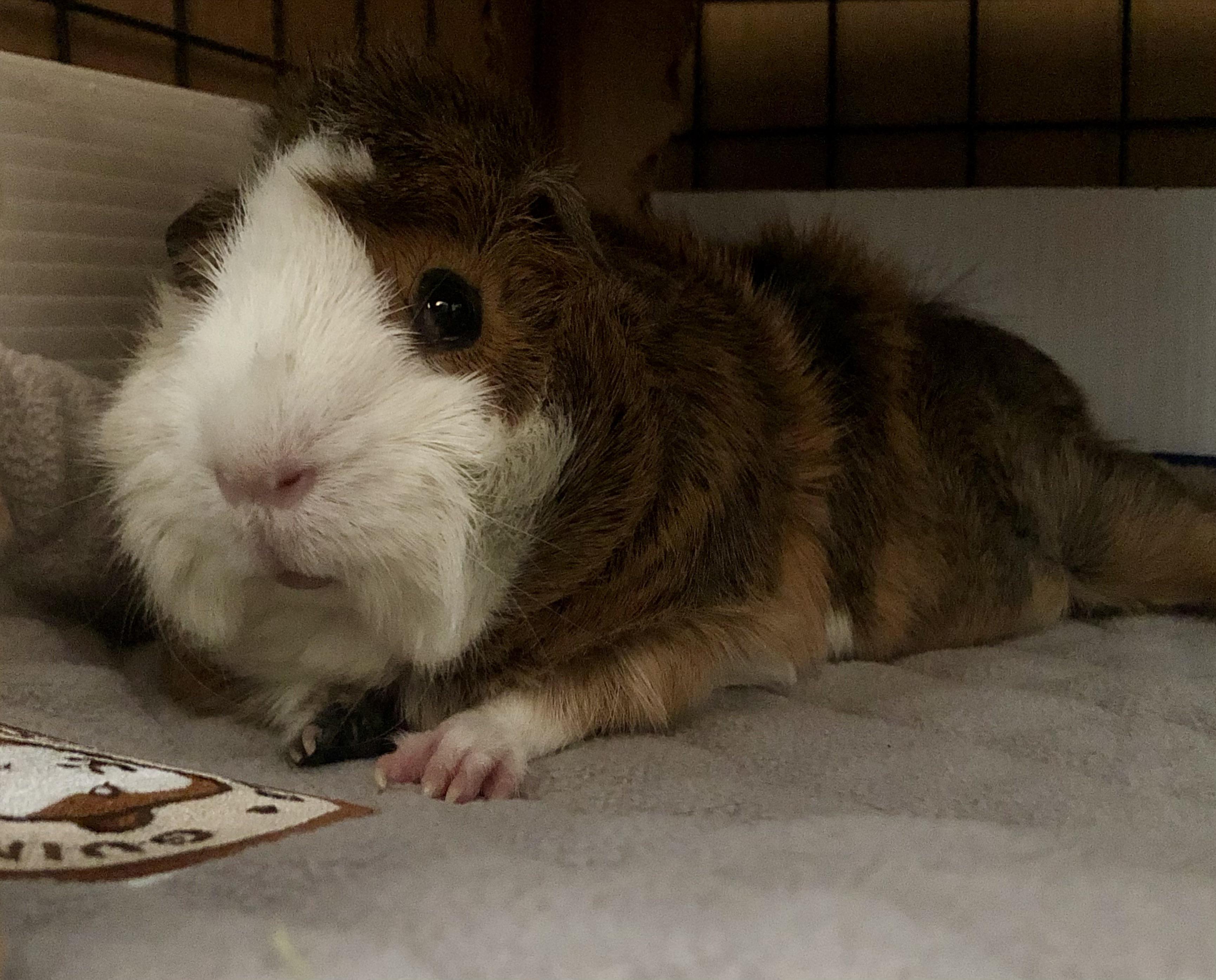 Wigfrid the Big Pig | Scrolller