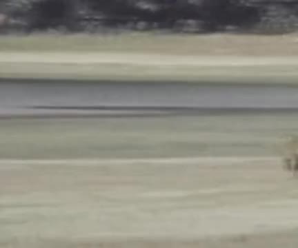 Wild Boar slams into a Leopard like a linebacker | Scrolller