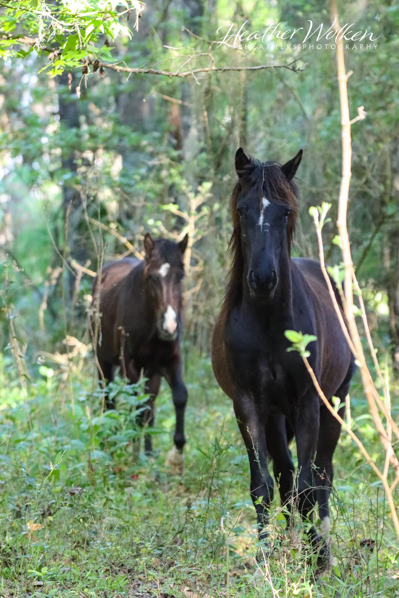🔥 wild Florida cracker horses | Scrolller