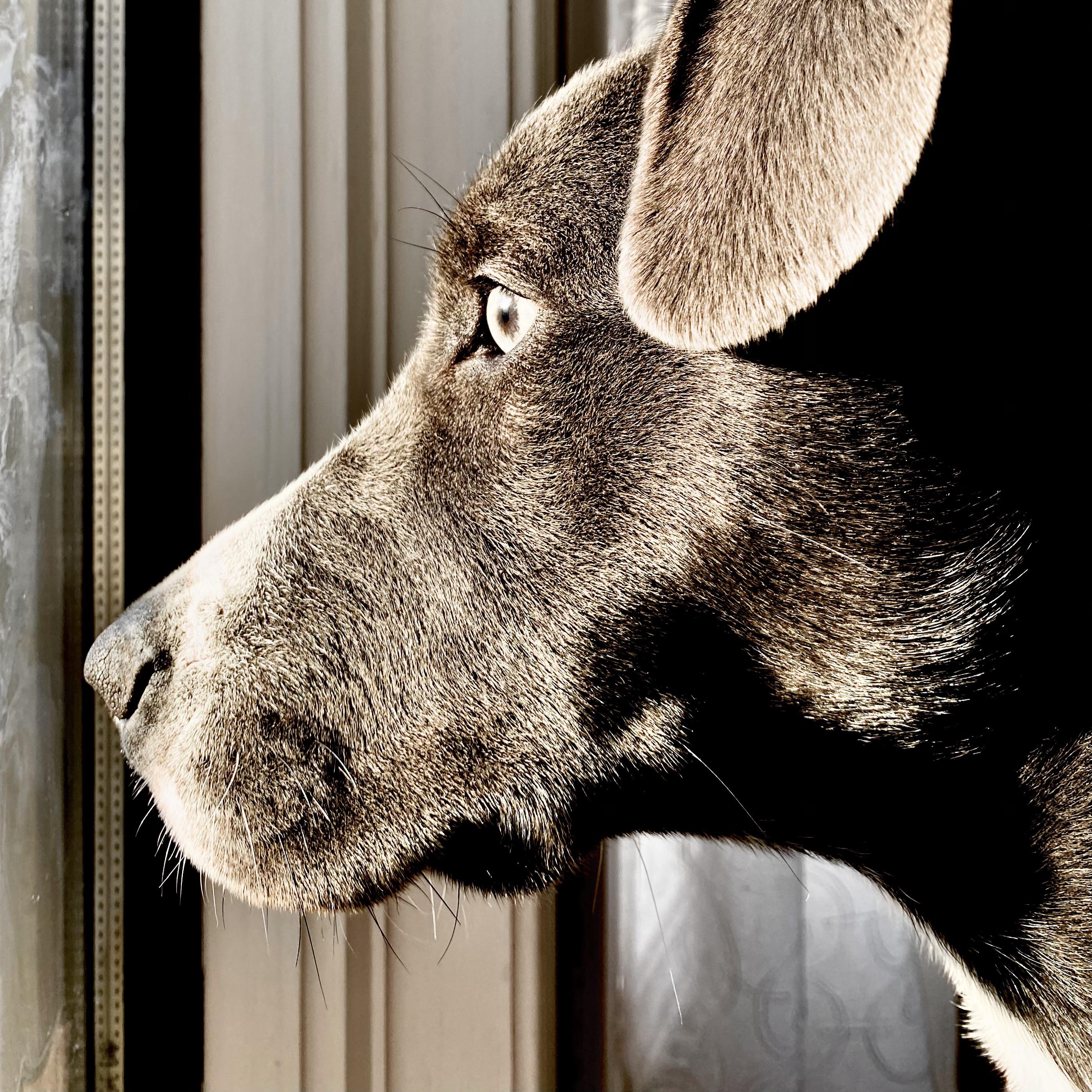 Willow at the window | Scrolller