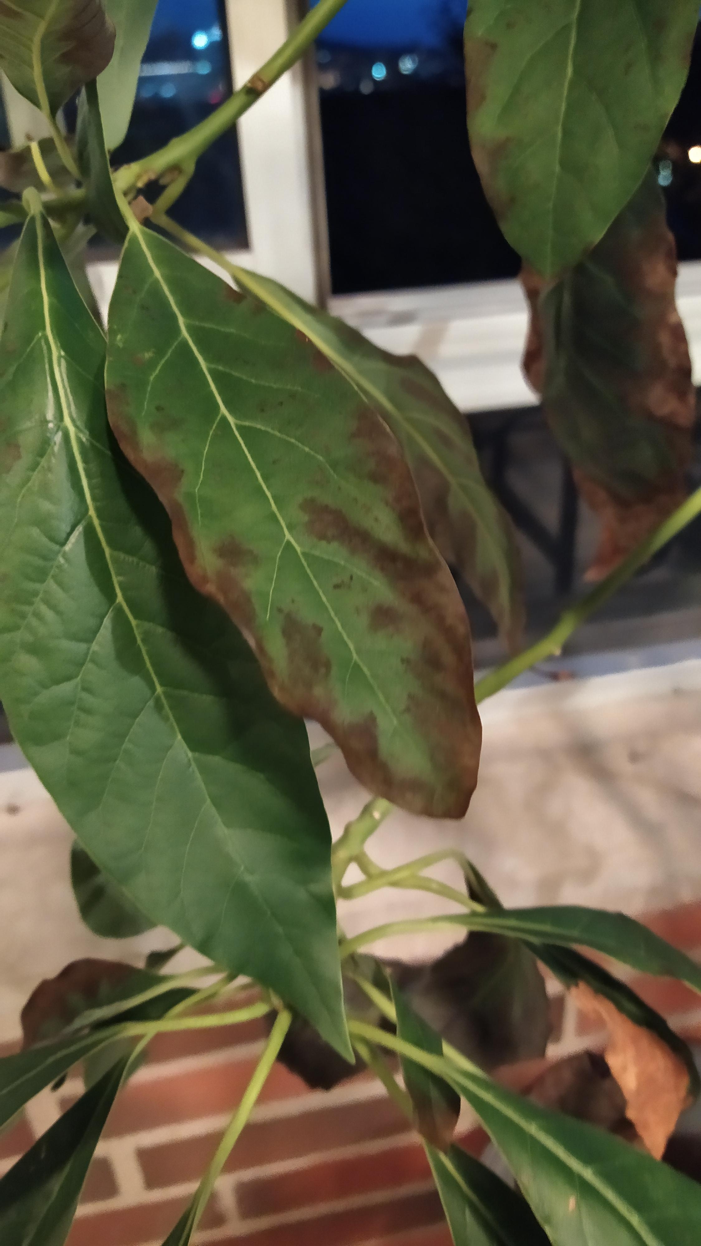 Wilting leaves, help | Scrolller