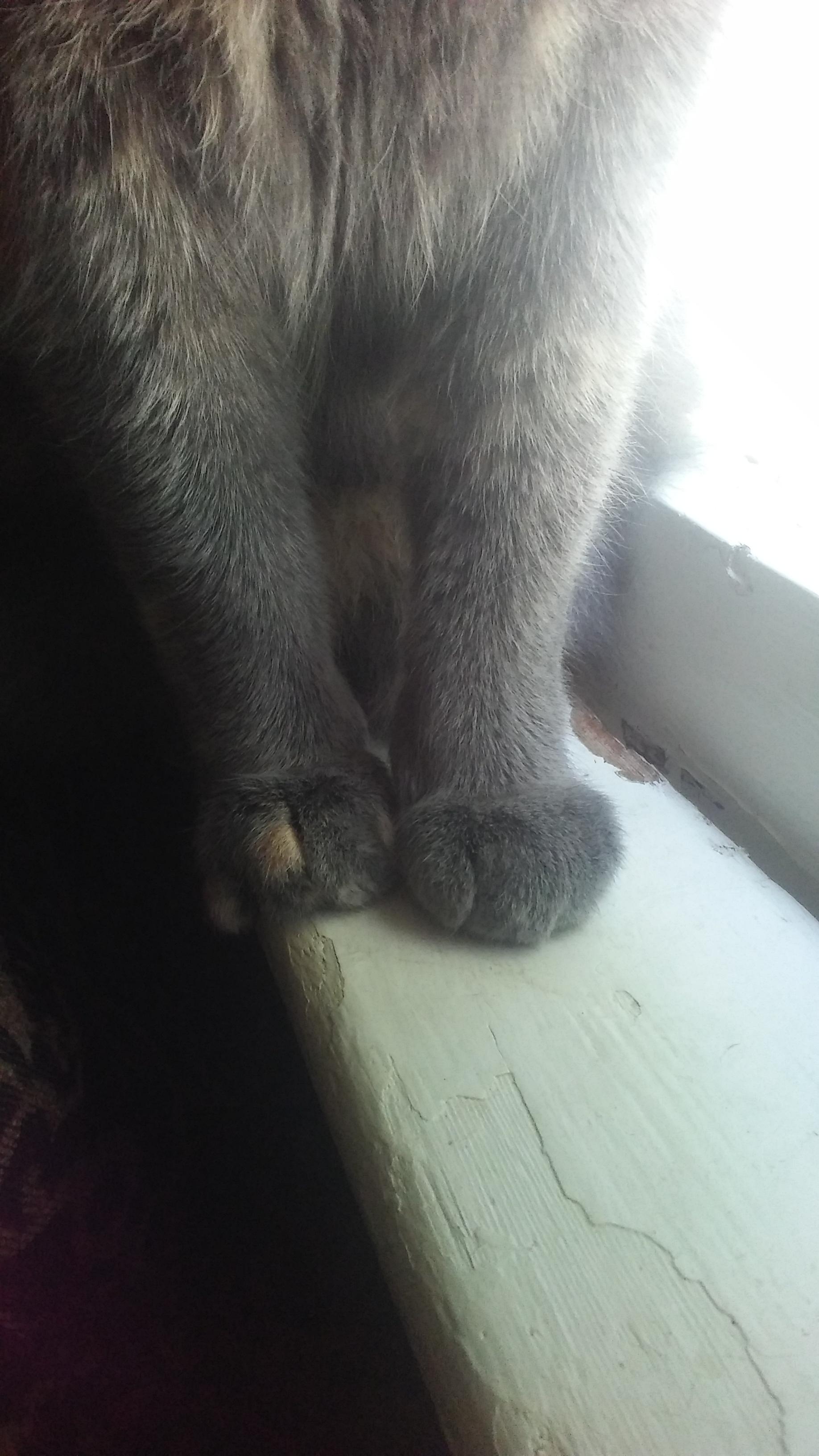 Window sill paws | Scrolller
