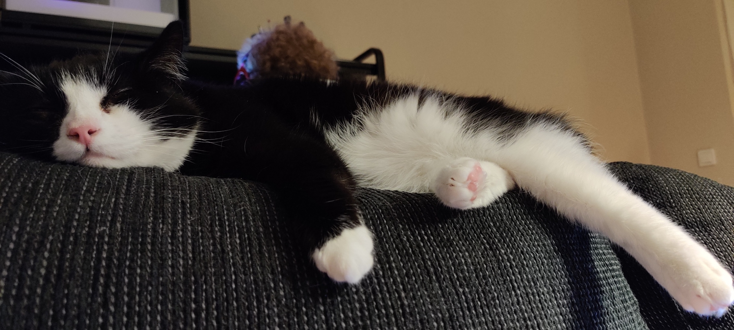 Winnie having a nice nap | Scrolller