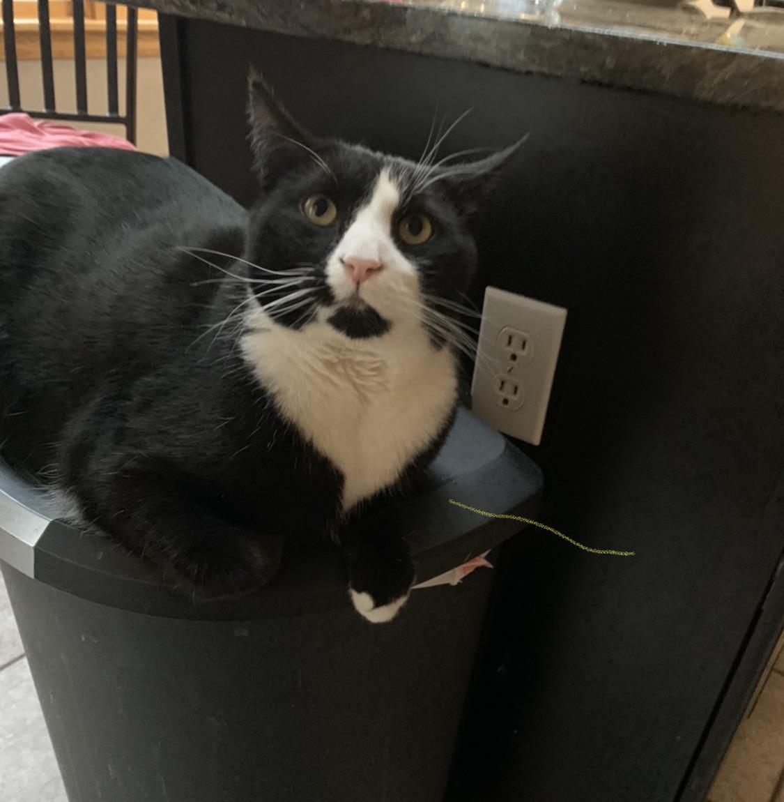 WINSTON WEDNESDAY he is the -Garbage King- | Scrolller