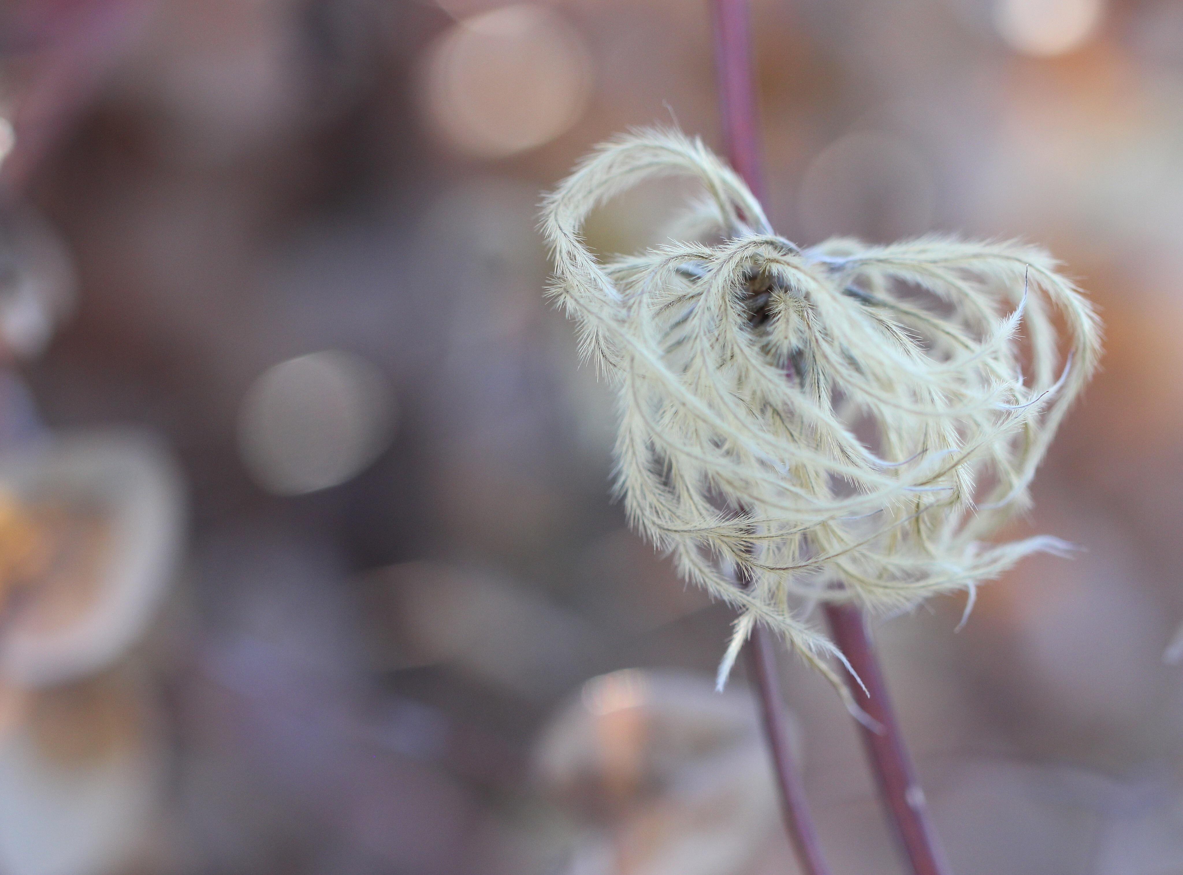 Winter Clematis, Denver Botanic Gardens | Scrolller
