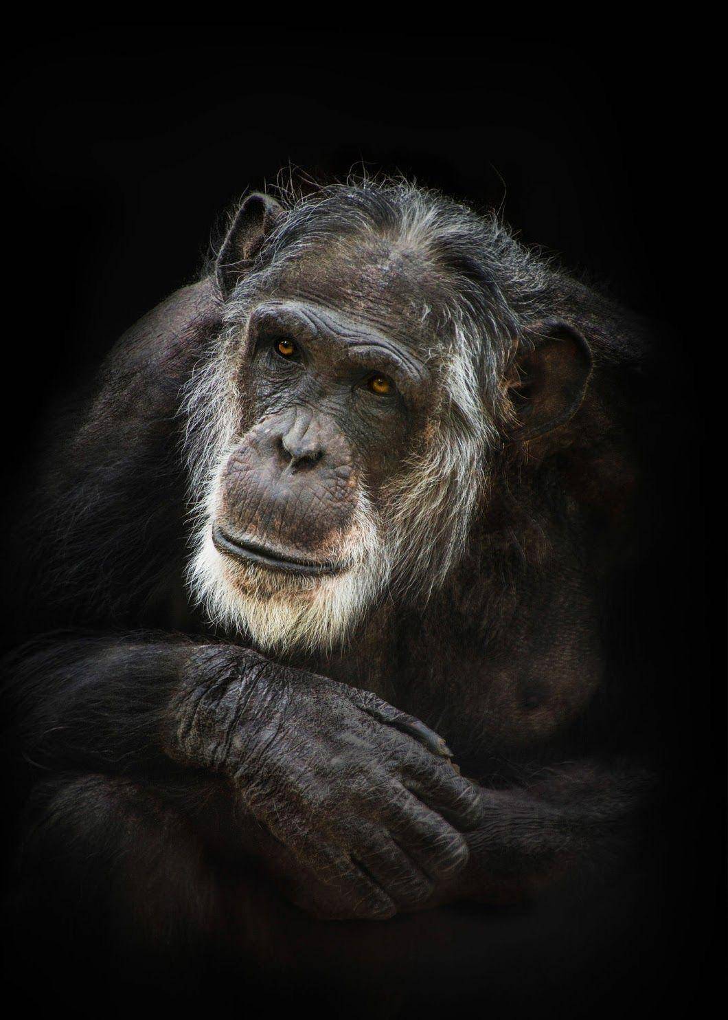 Wise old ape | Scrolller