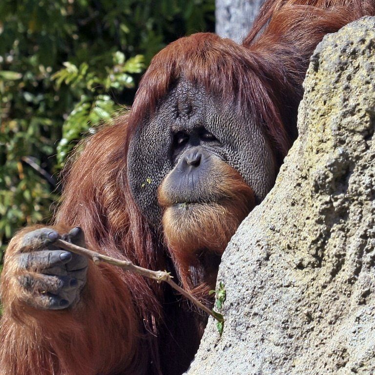 Wise Orangutan | Scrolller