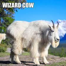 Wizard Cow | Scrolller