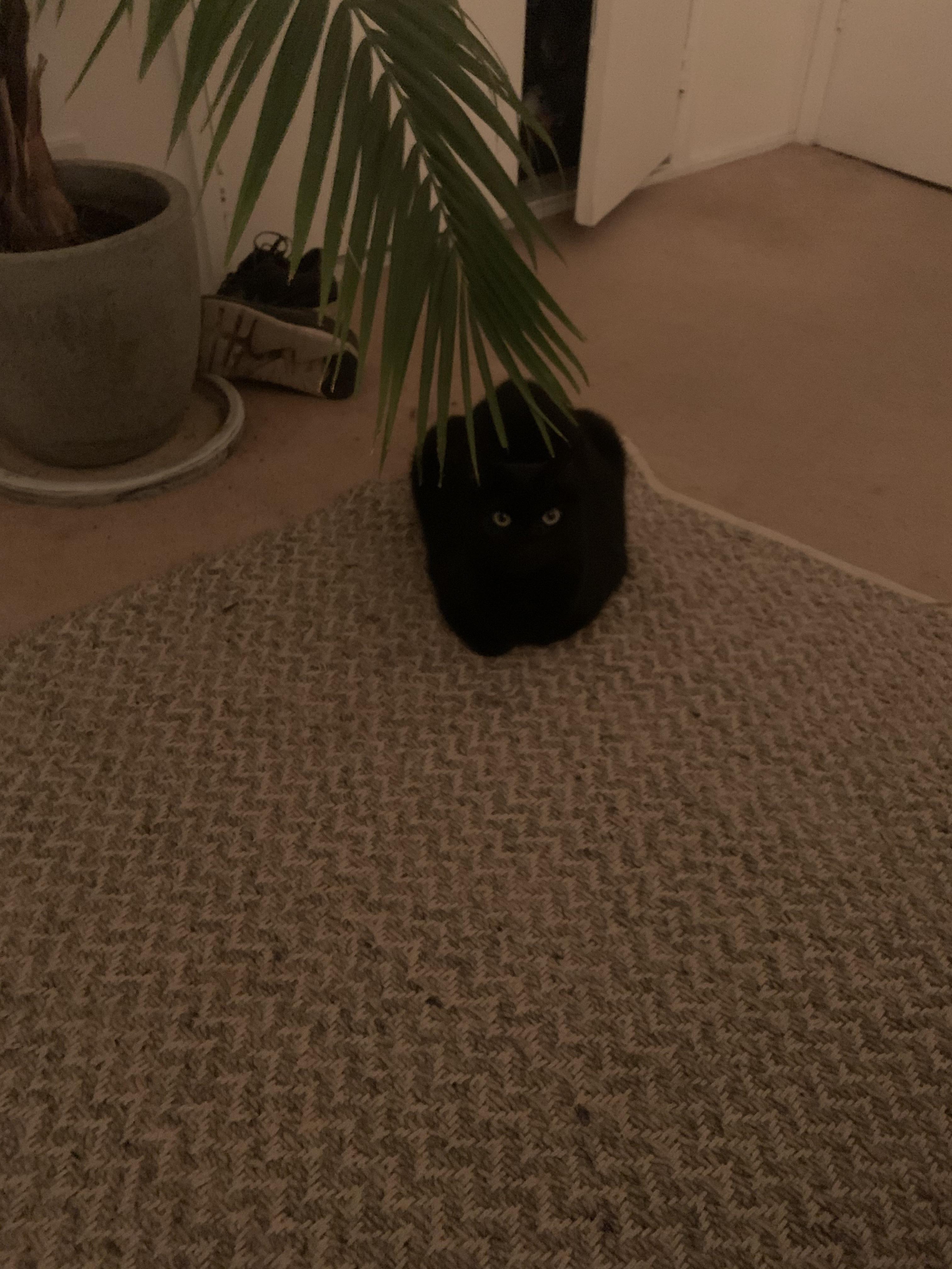 Woke up to a void loaf staring at me | Scrolller