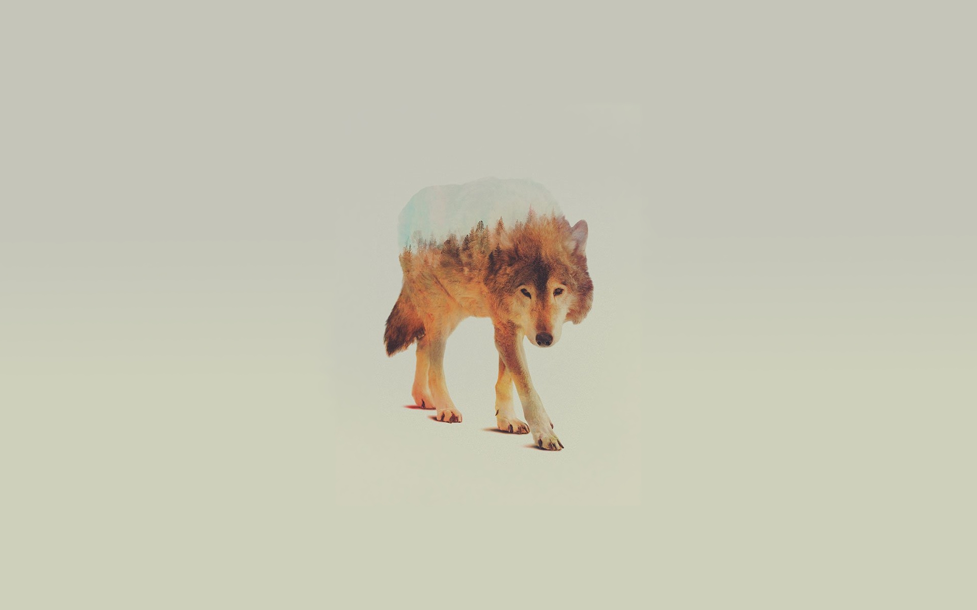 Wolf [1920x1200] | Scrolller