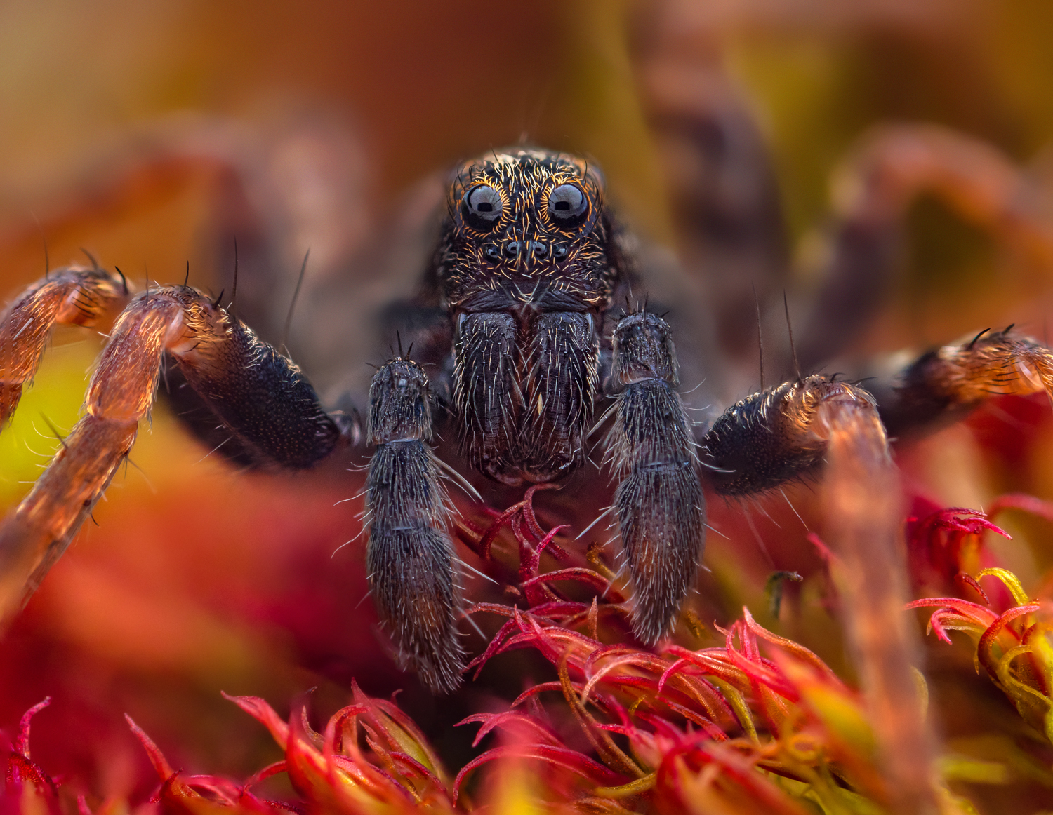 Wolf Spider | Scrolller