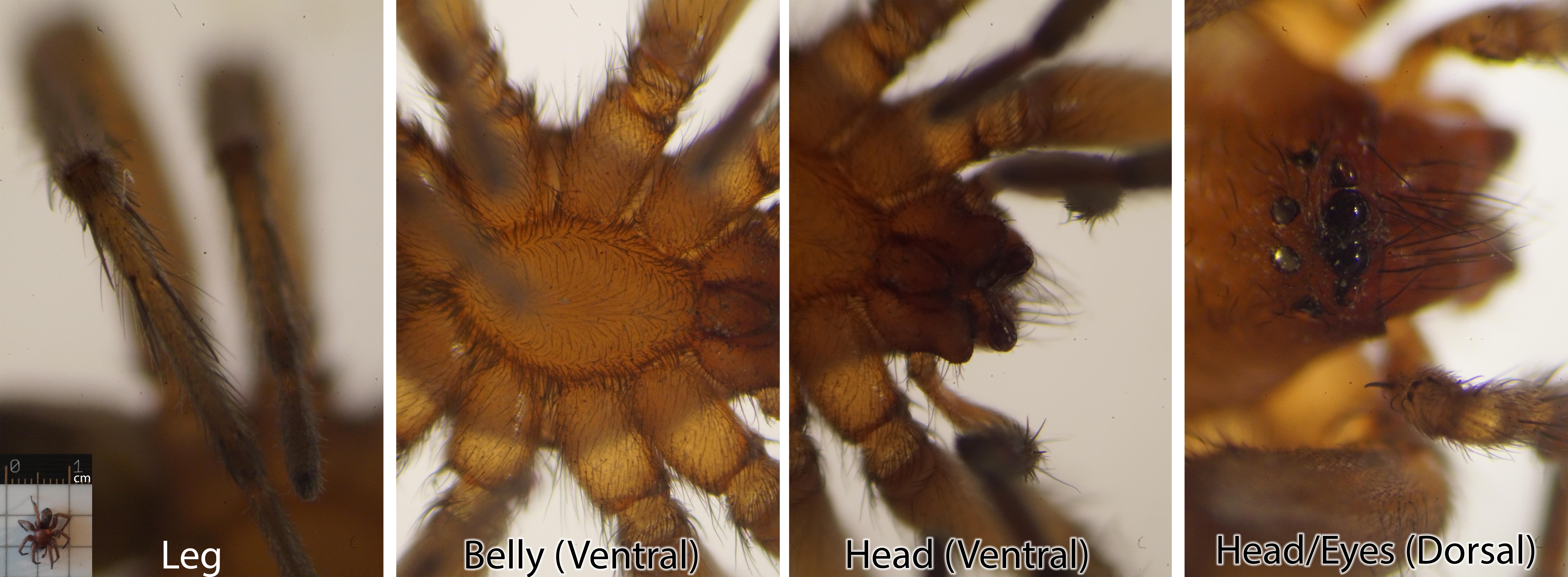 Wolf(?) Spider | Scrolller