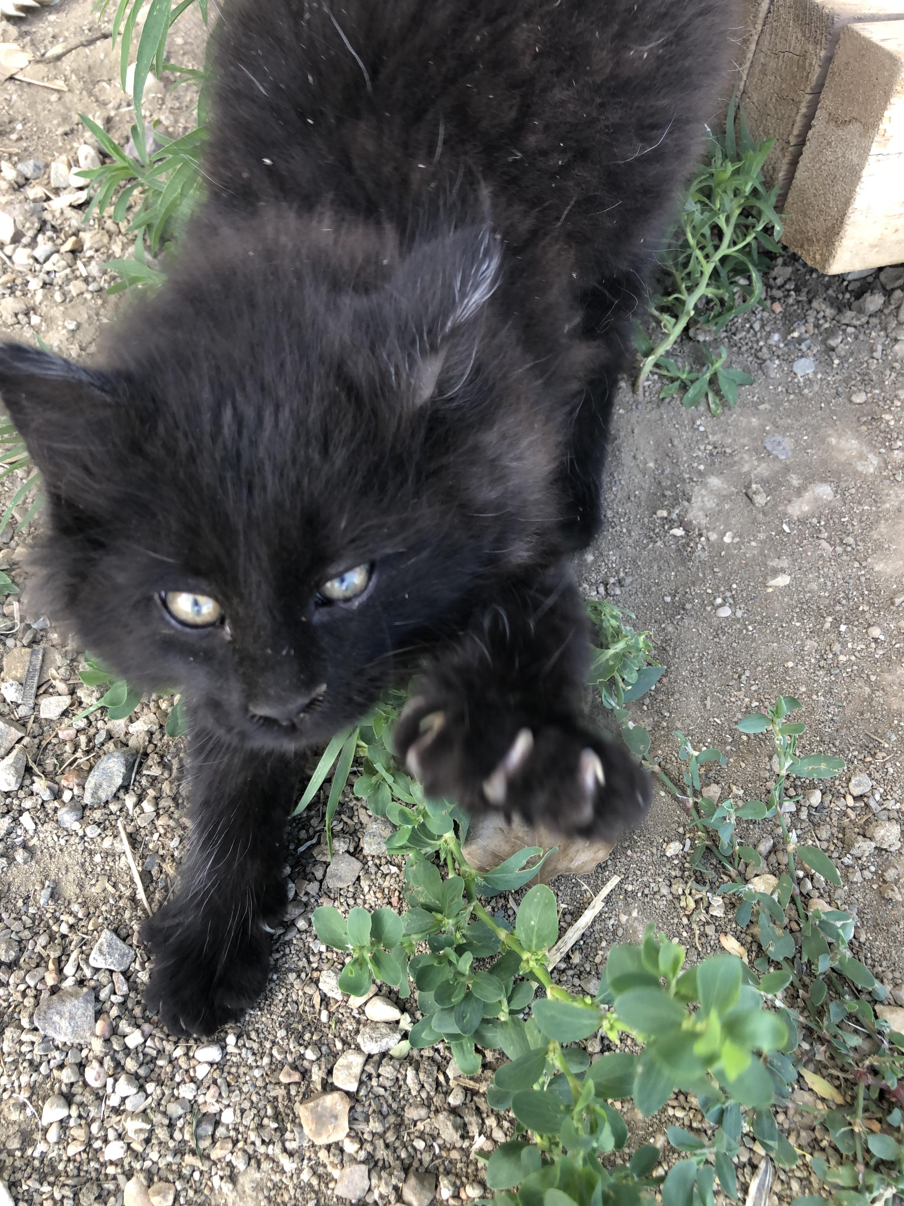 Wolfgang does a swipe | Scrolller