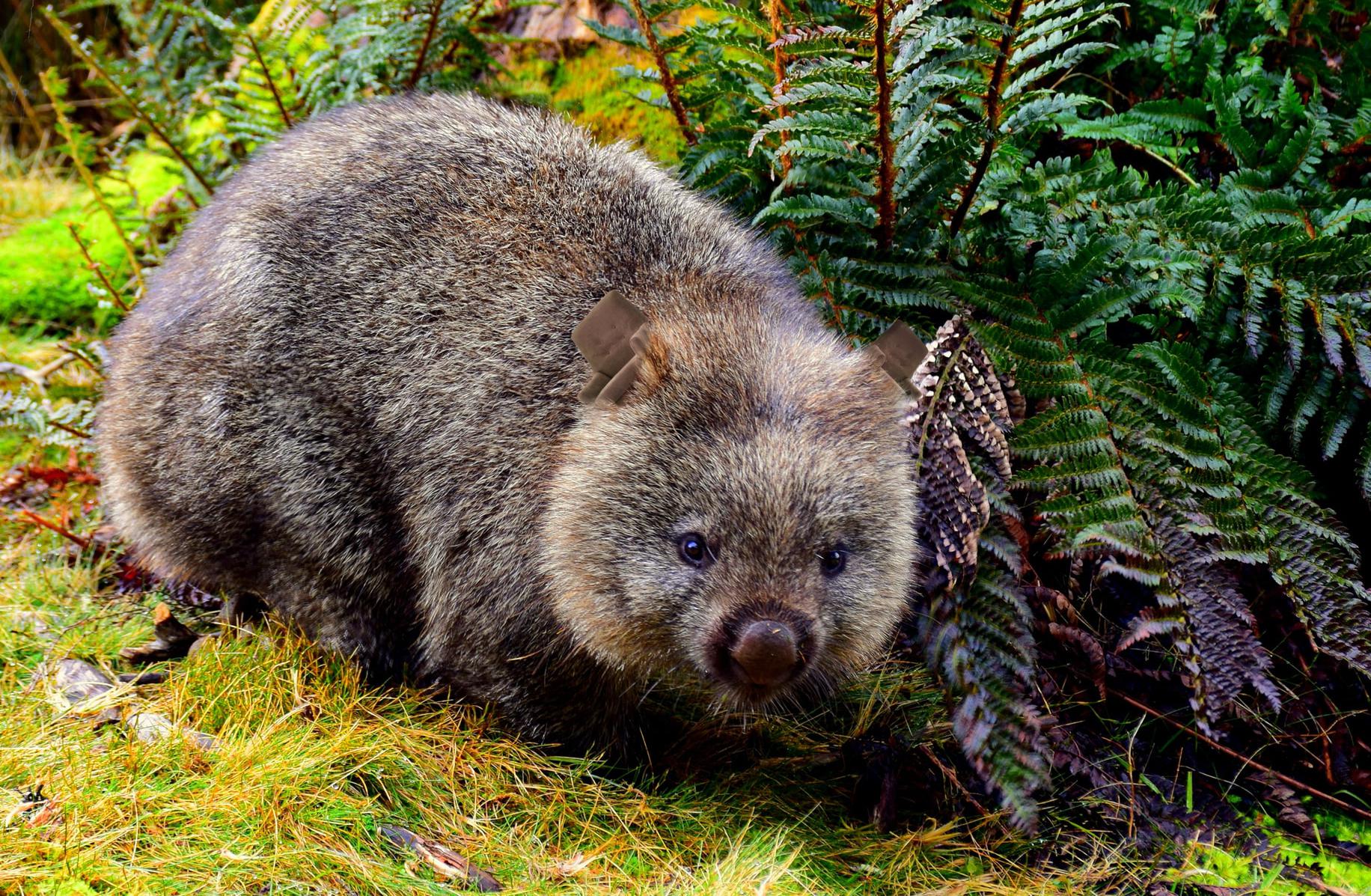 Wombat mit Sesselohren | Scrolller