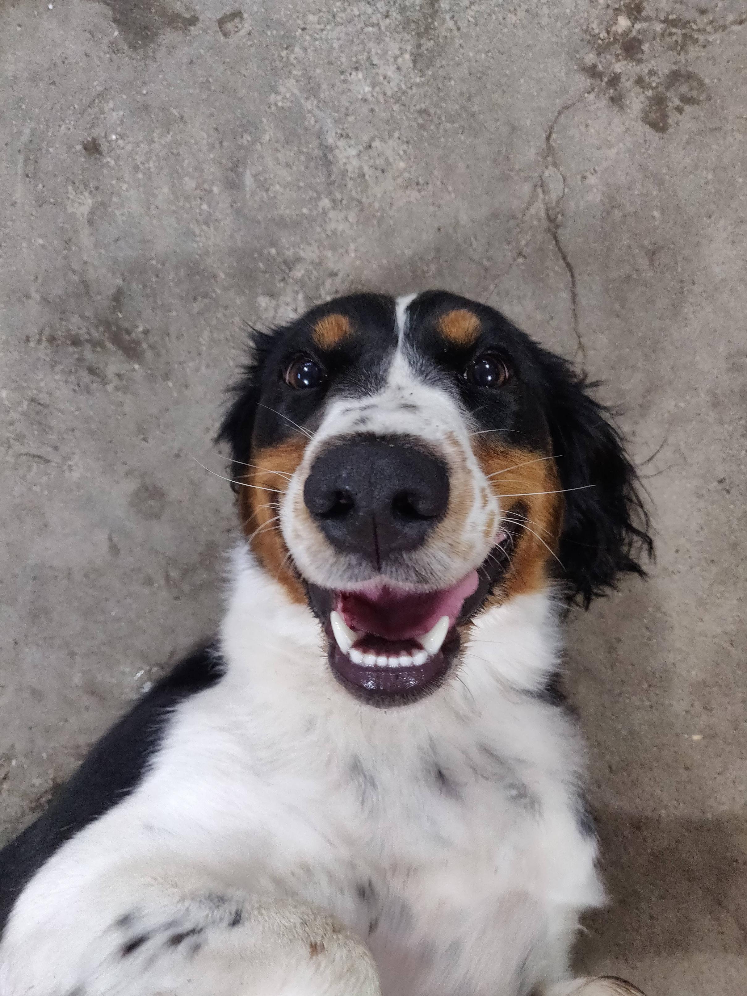 woof_irl | Scrolller