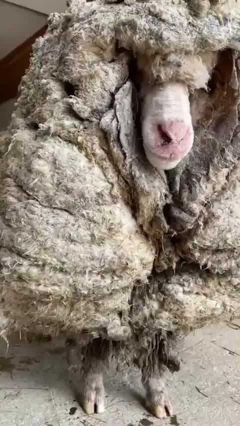 Sheep finally gets sheared after being loose for years | Scrolller