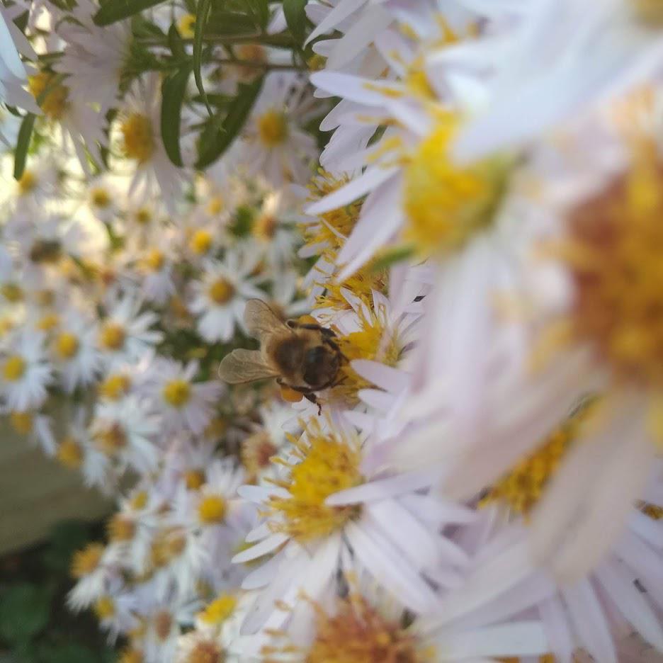 Working bee | Scrolller