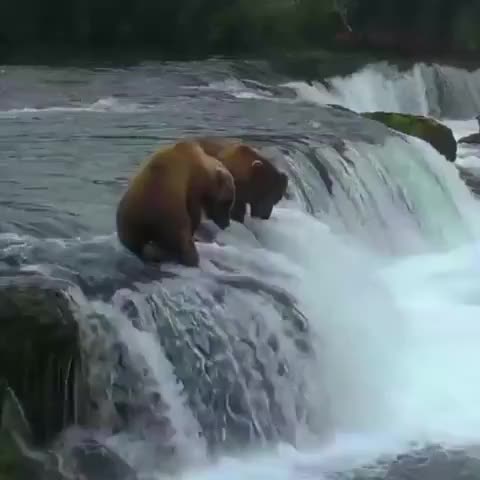 WorldStar bears | Scrolller