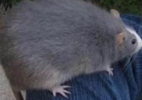 Worship thicc rat or else. | Scrolller