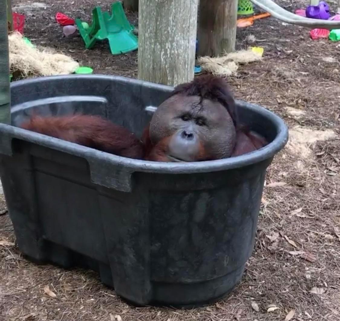 WOW!!!!!!!!!!!!!!! BIG MONKEY!!!!!!!!!!! | Scrolller