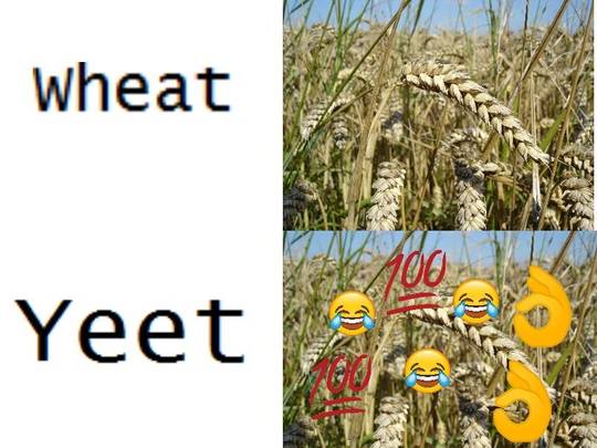 Yeet bois | Scrolller