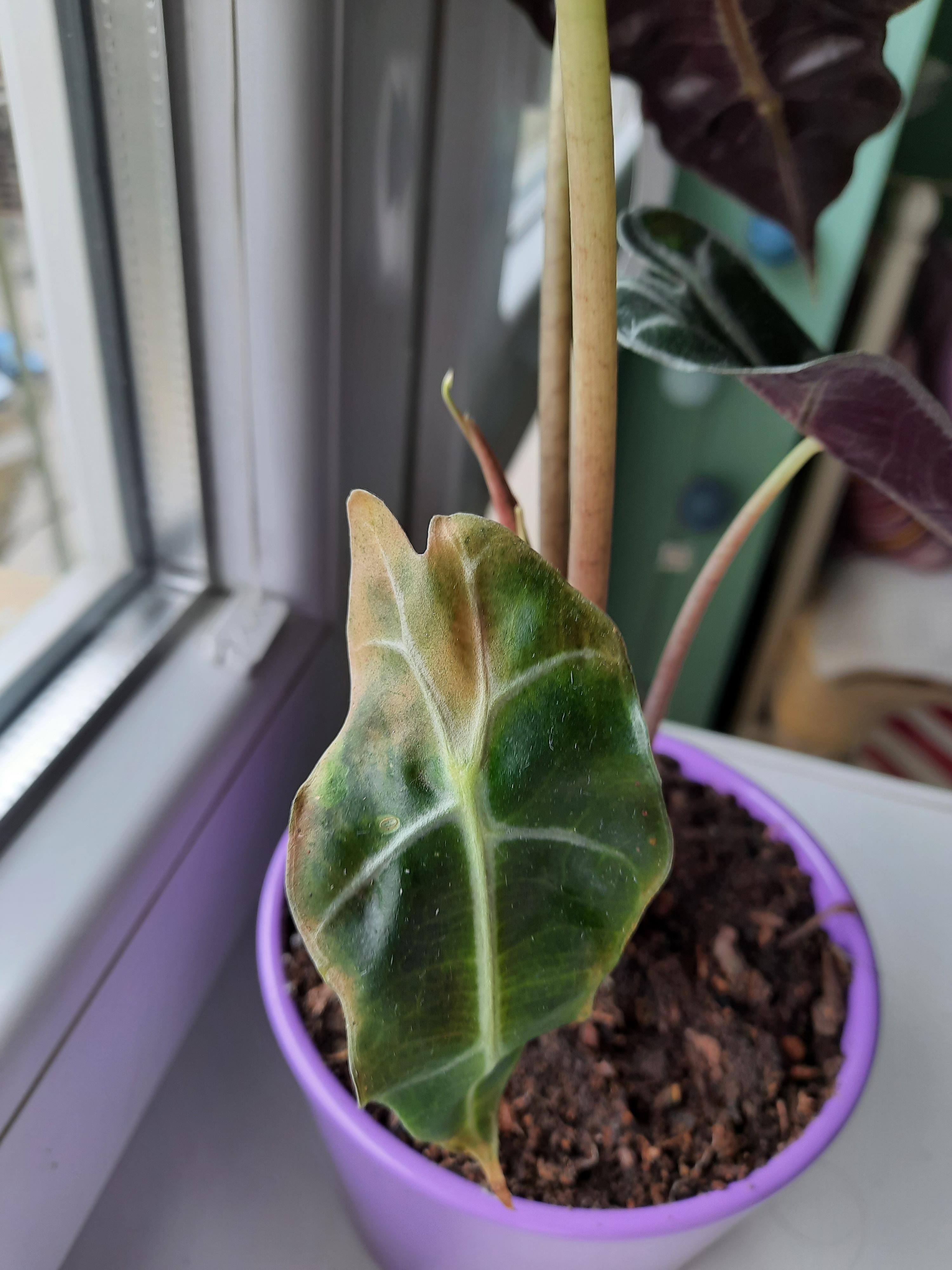 Yellowing spot on leaf- what caused it?? | Scrolller