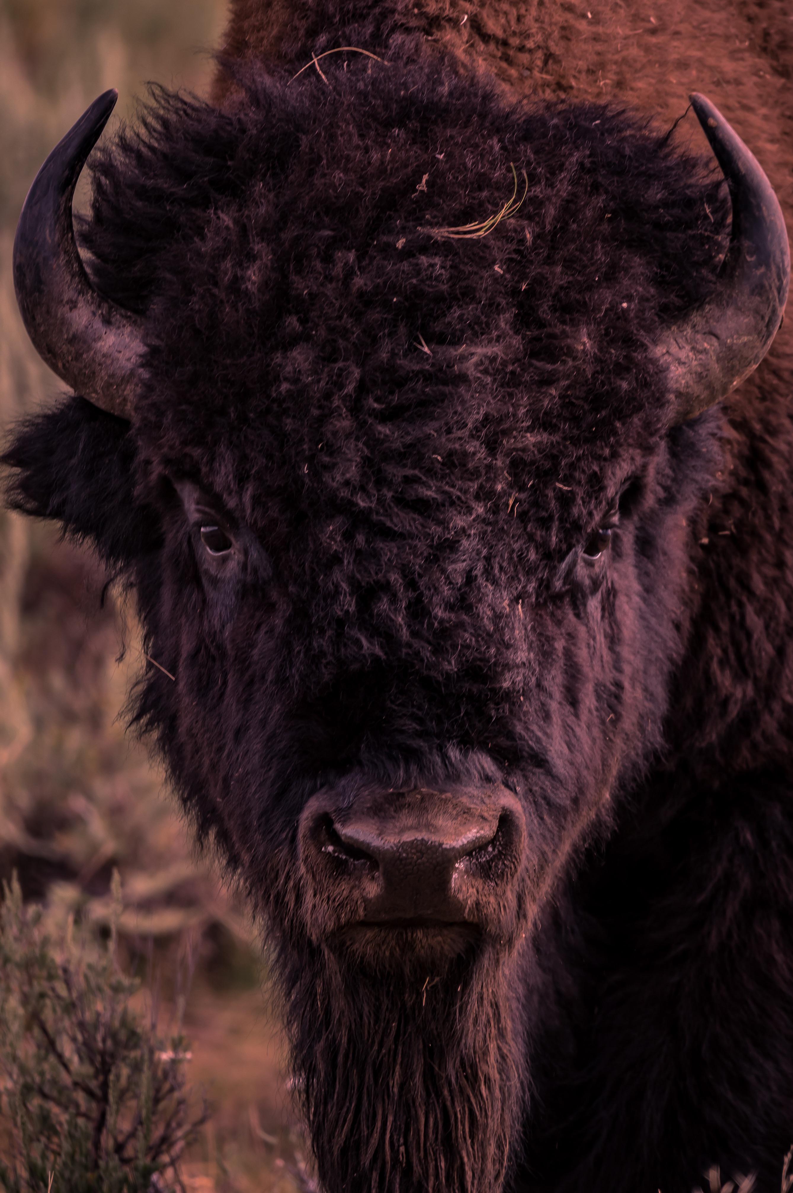 Yellowstone Bison. Z6 + sigma 150-600mm | Scrolller