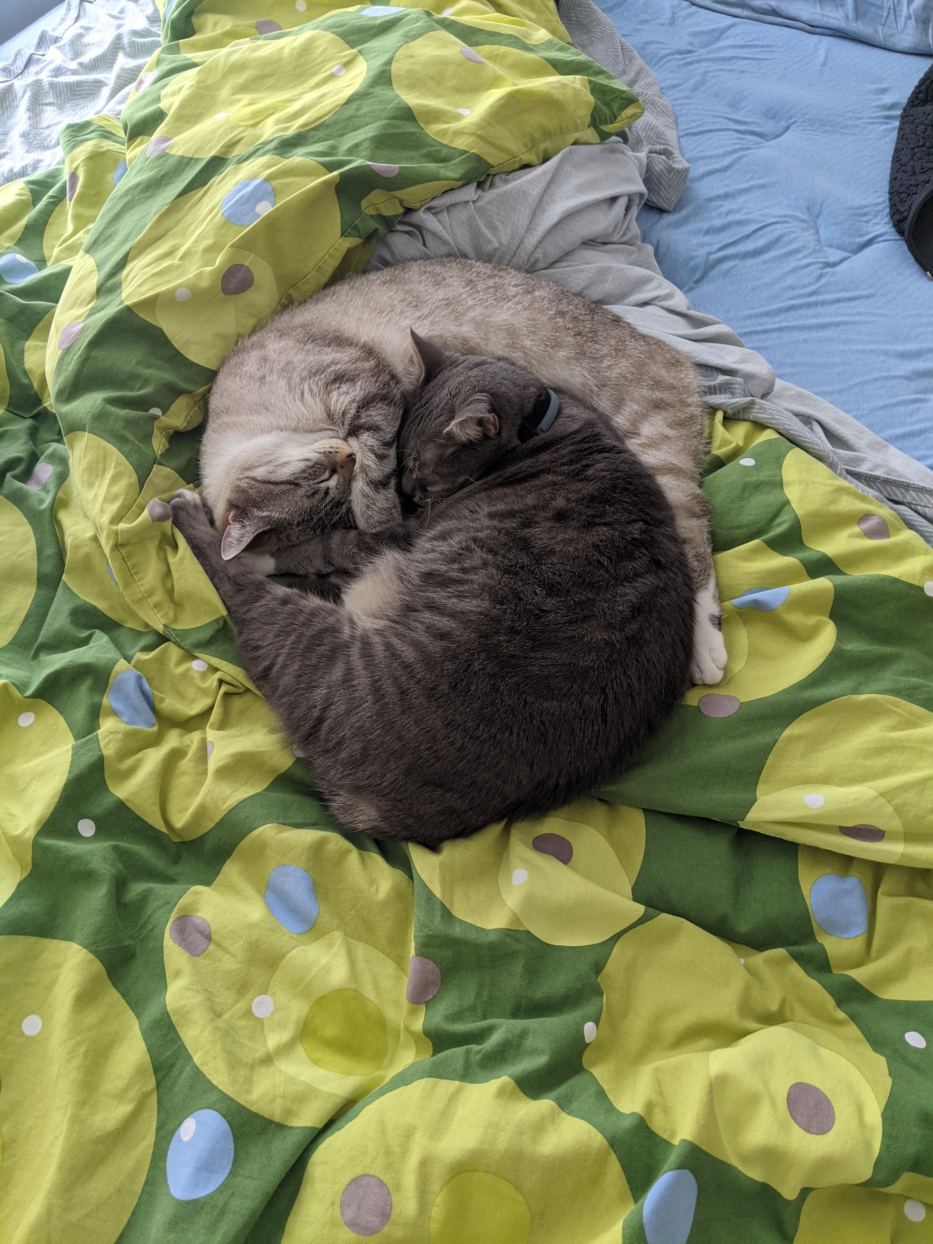 Ying and yang | Scrolller