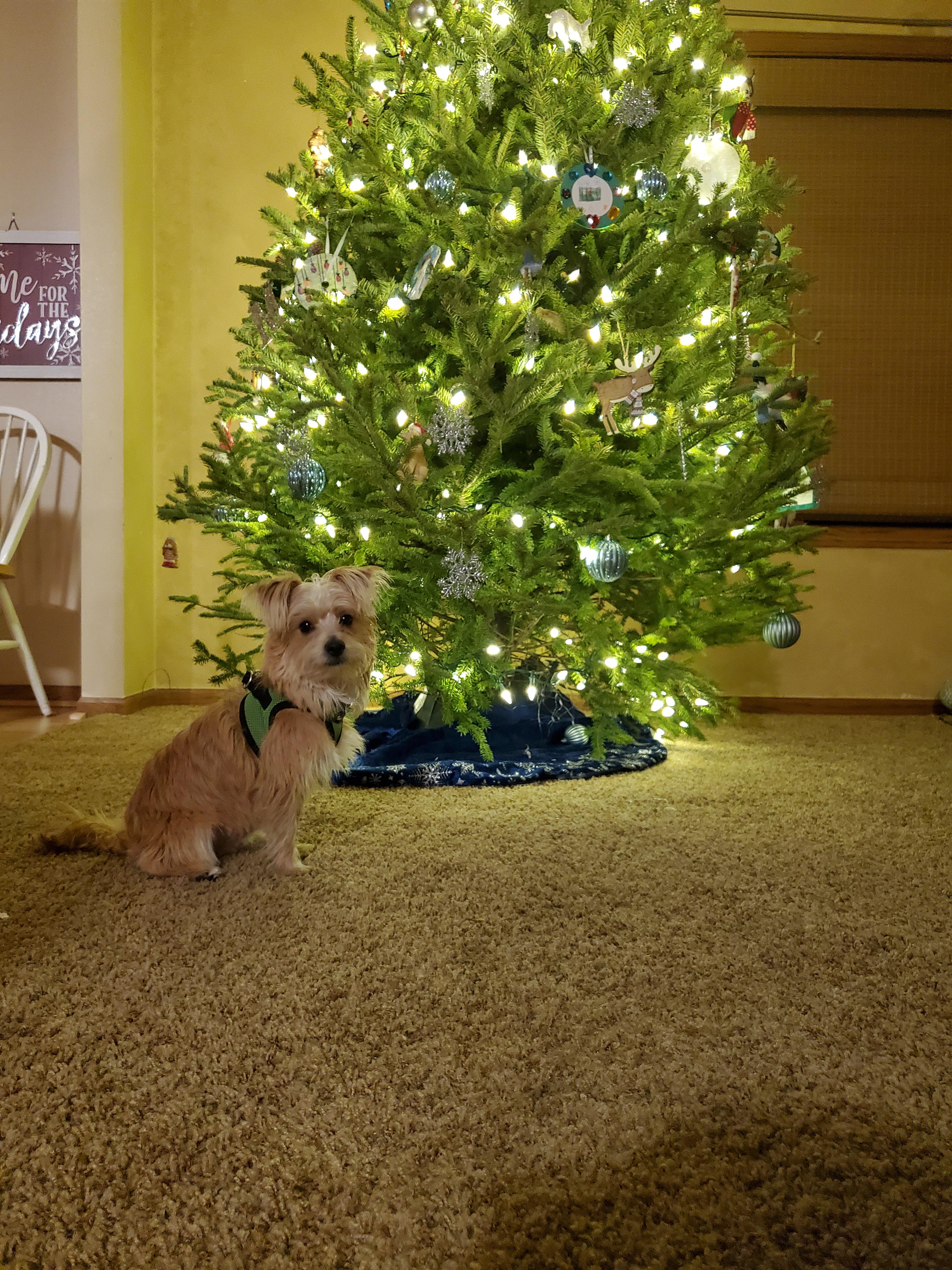 Yoshi feeling a bit festive | Scrolller