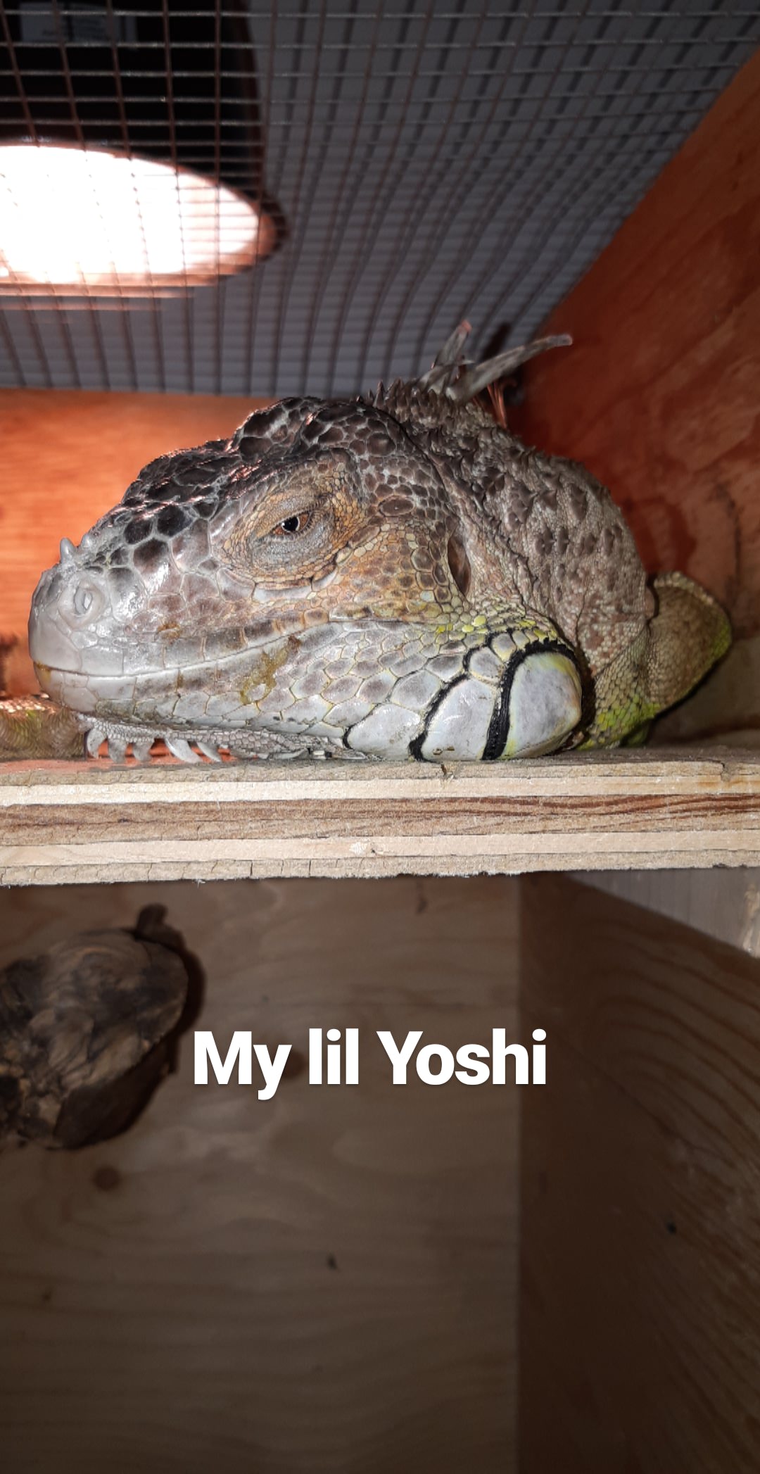 Yoshi has the kindest eyes before bedtime | Scrolller