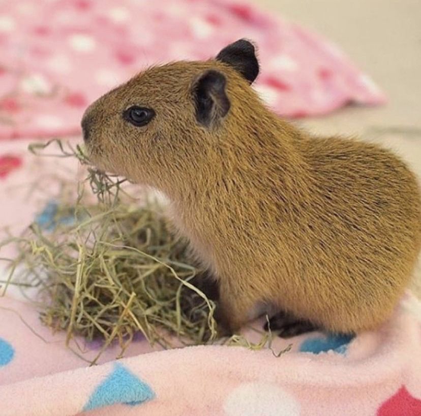 YOU BETTER FUCKING LOOK AT THIS CAPYBARA RIGHT FUCKING NOW | Scrolller