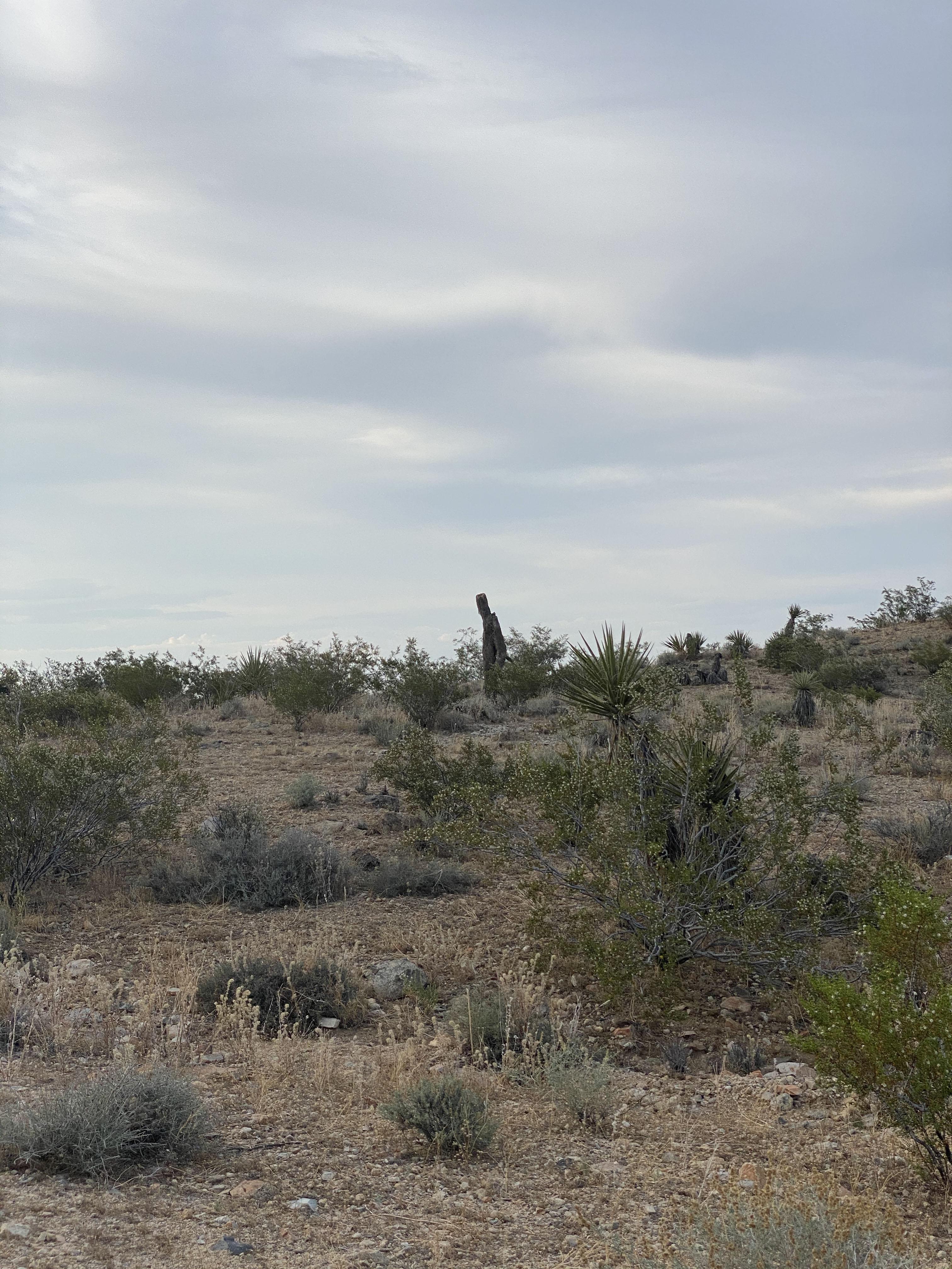 Yucca Man sighting | Scrolller