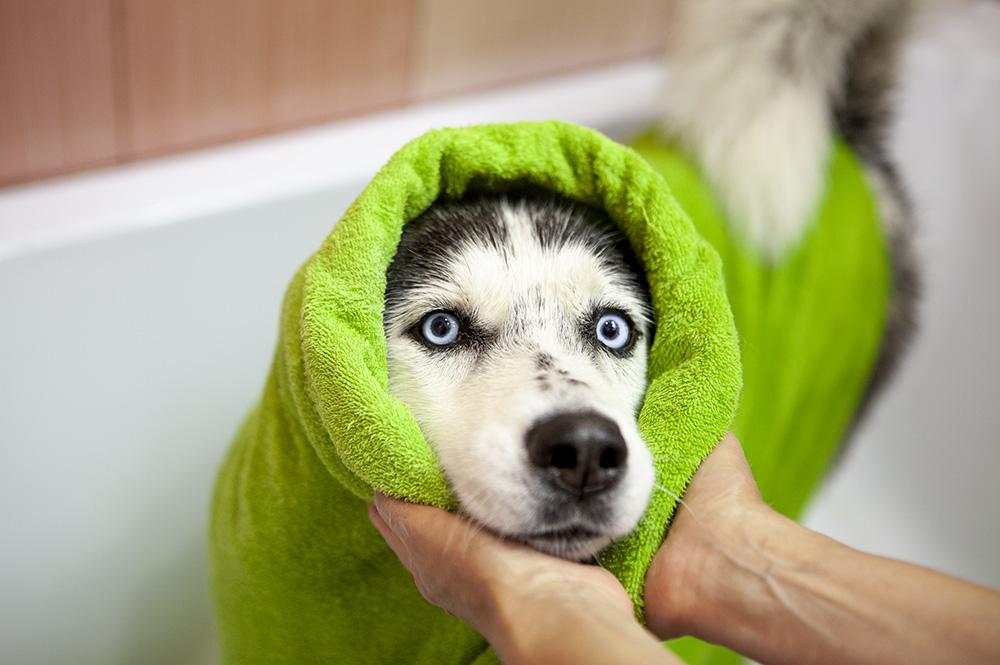 Yuki's Bath Day | Scrolller