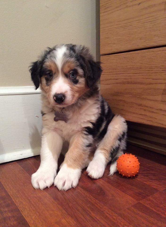 Zeus, my Austrian Shepard. | Scrolller