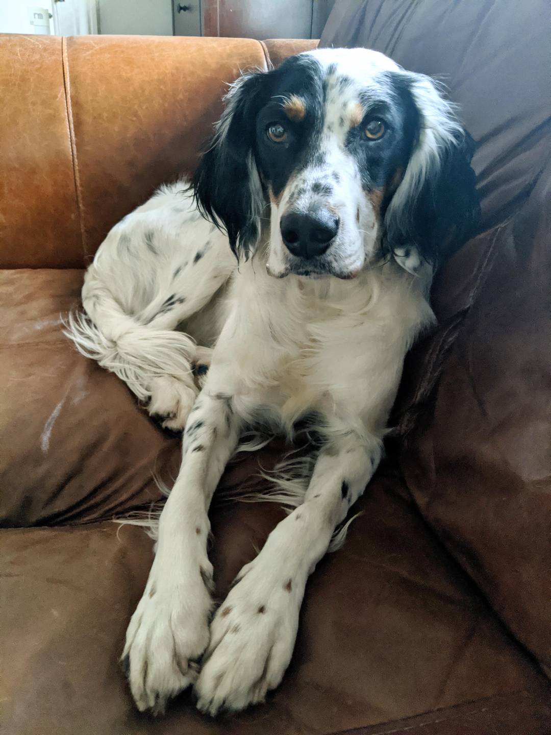 Ziggy looking handsome after a long overdue bath! | Scrolller