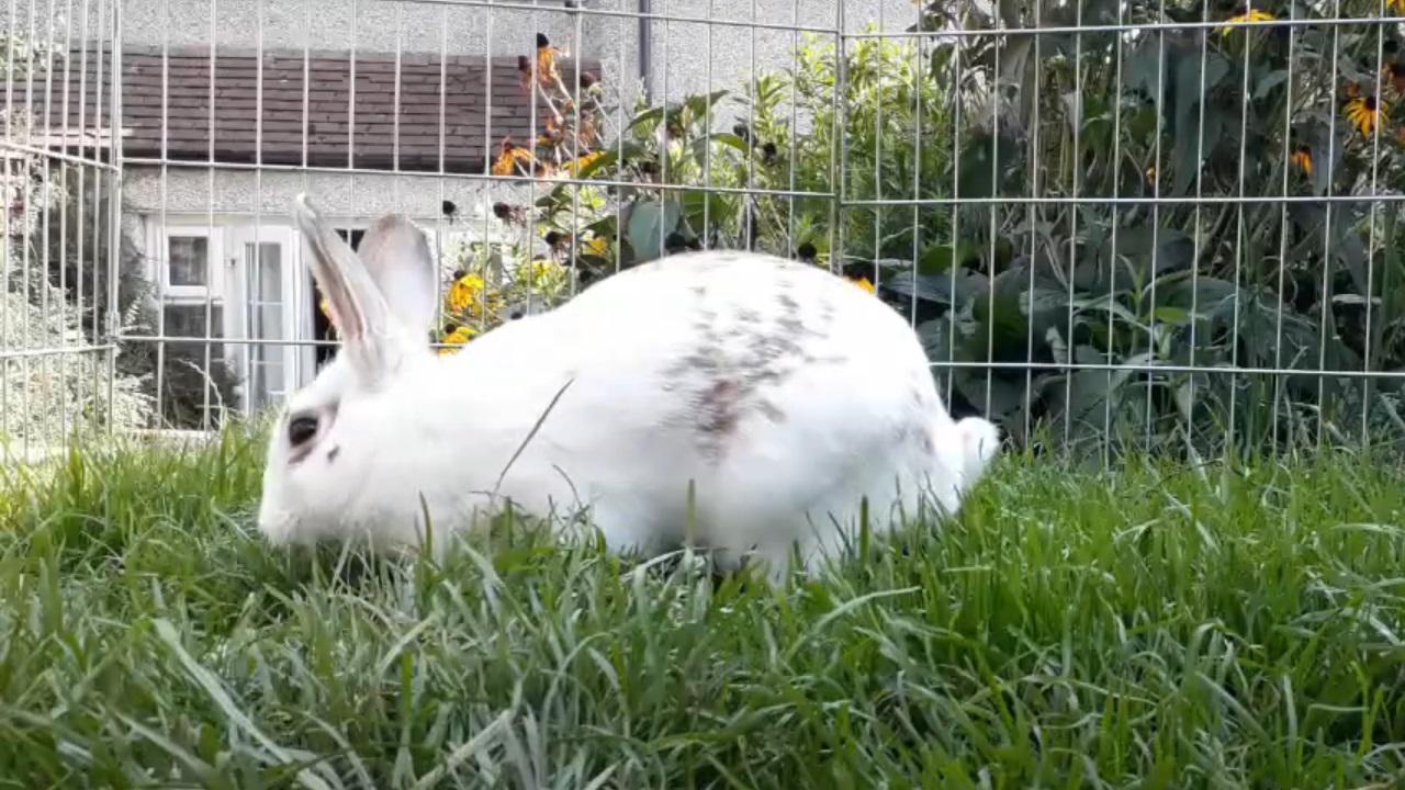 Zippy loves to stop to nibble the fresh grass. | Scrolller
