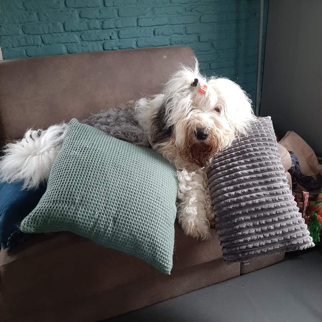 Ziva the diva | Scrolller