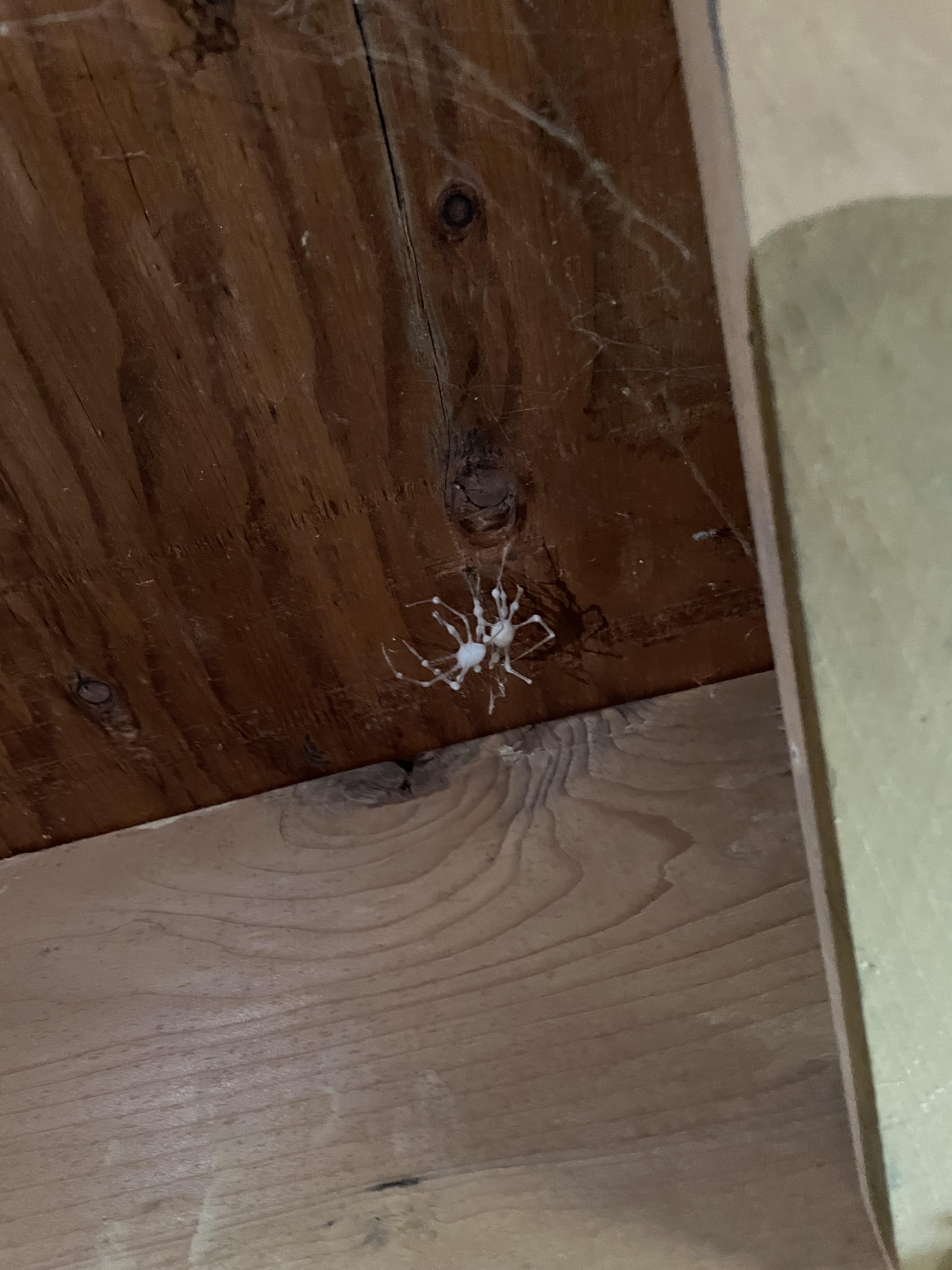 Zombified Cellar Spiders | Scrolller