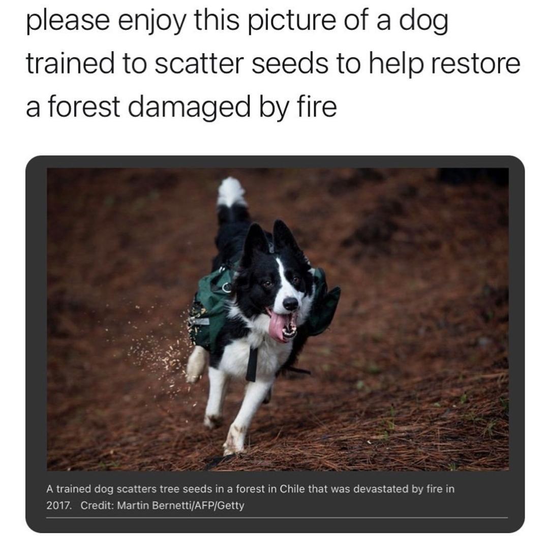 Zoomies for the planet | Scrolller