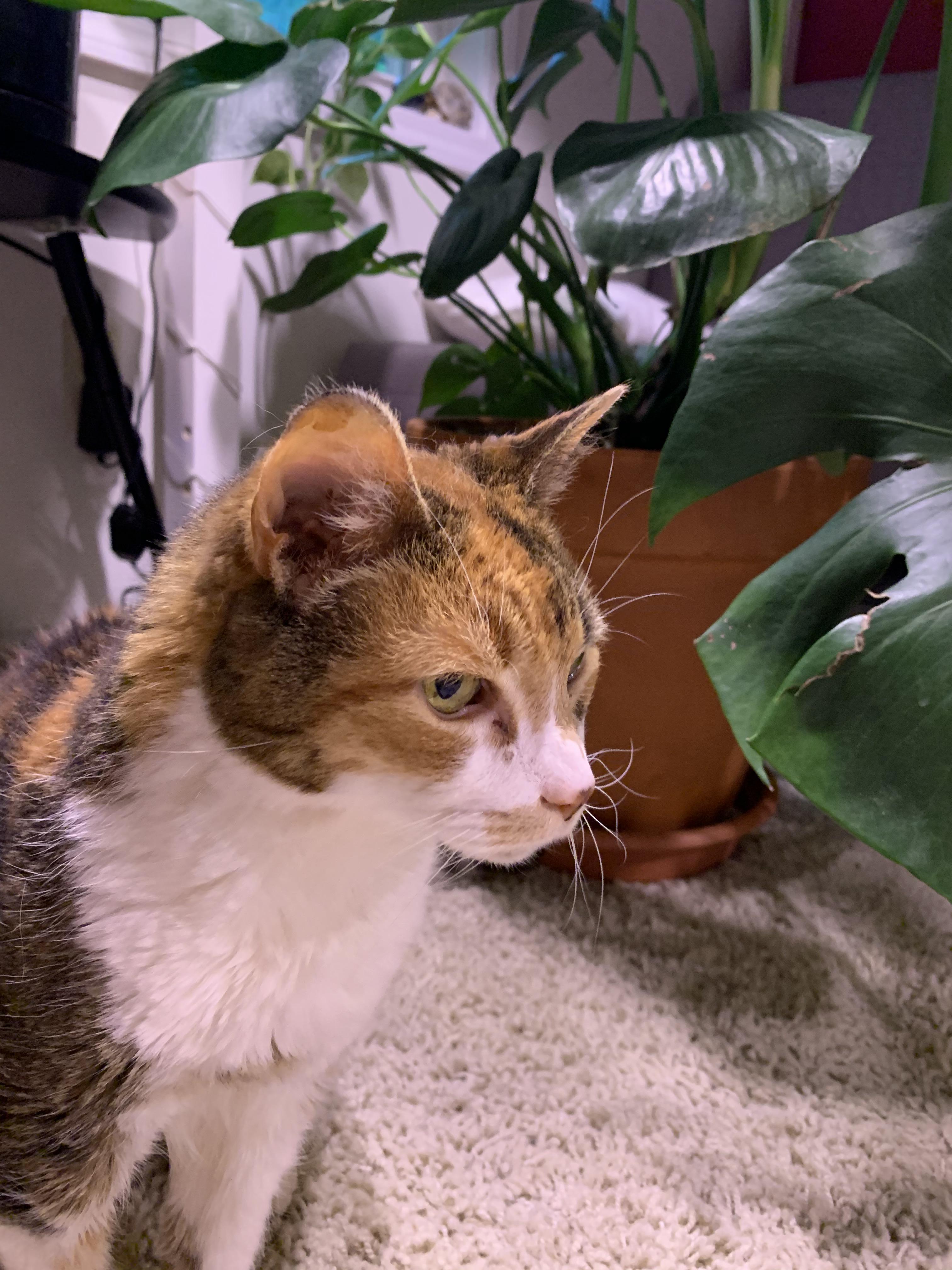 19 year old grump enjoying the small jungle that resides in my room (: | Scrolller