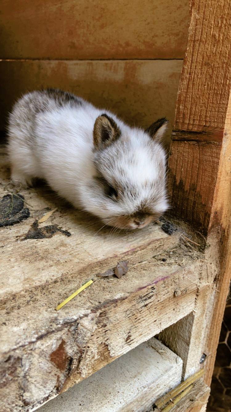 2 week old dwarf | Scrolller