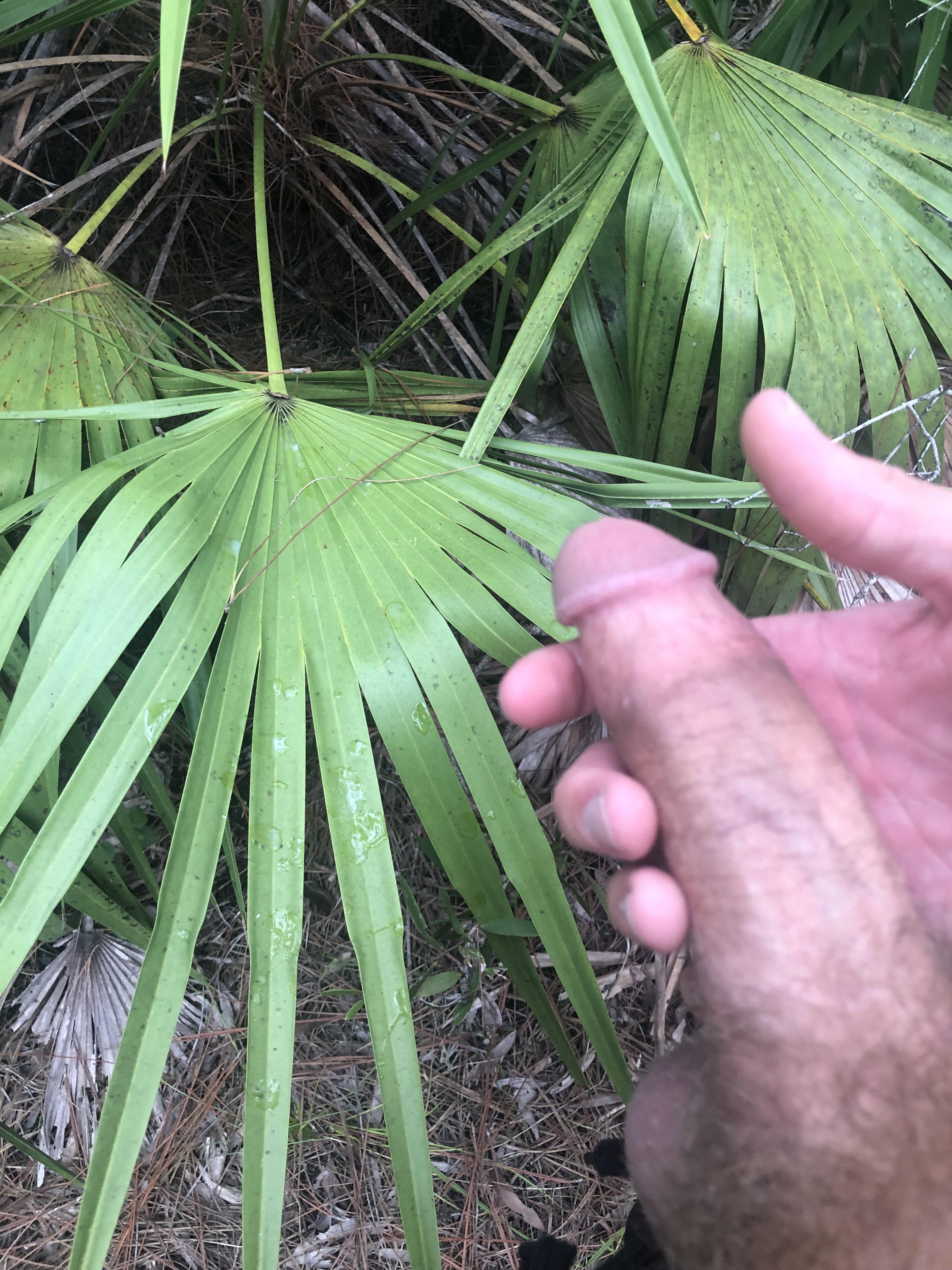 (25m) Picked a palm and tagged it | Scrolller