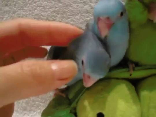 5 week old Parrotlets [x-post from r/aww] | Scrolller