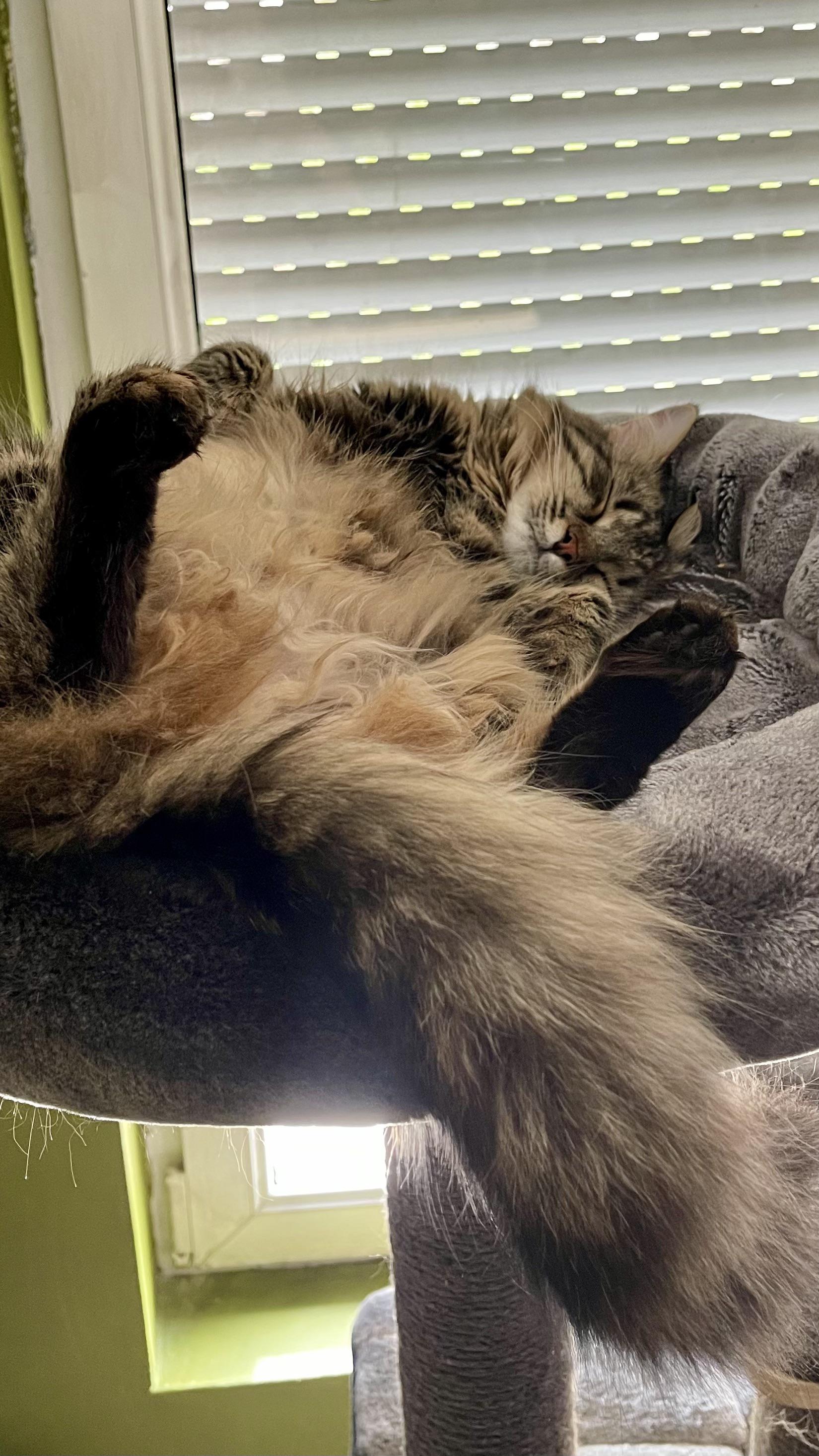 A bottlebrush attached to a fluff ball | Scrolller